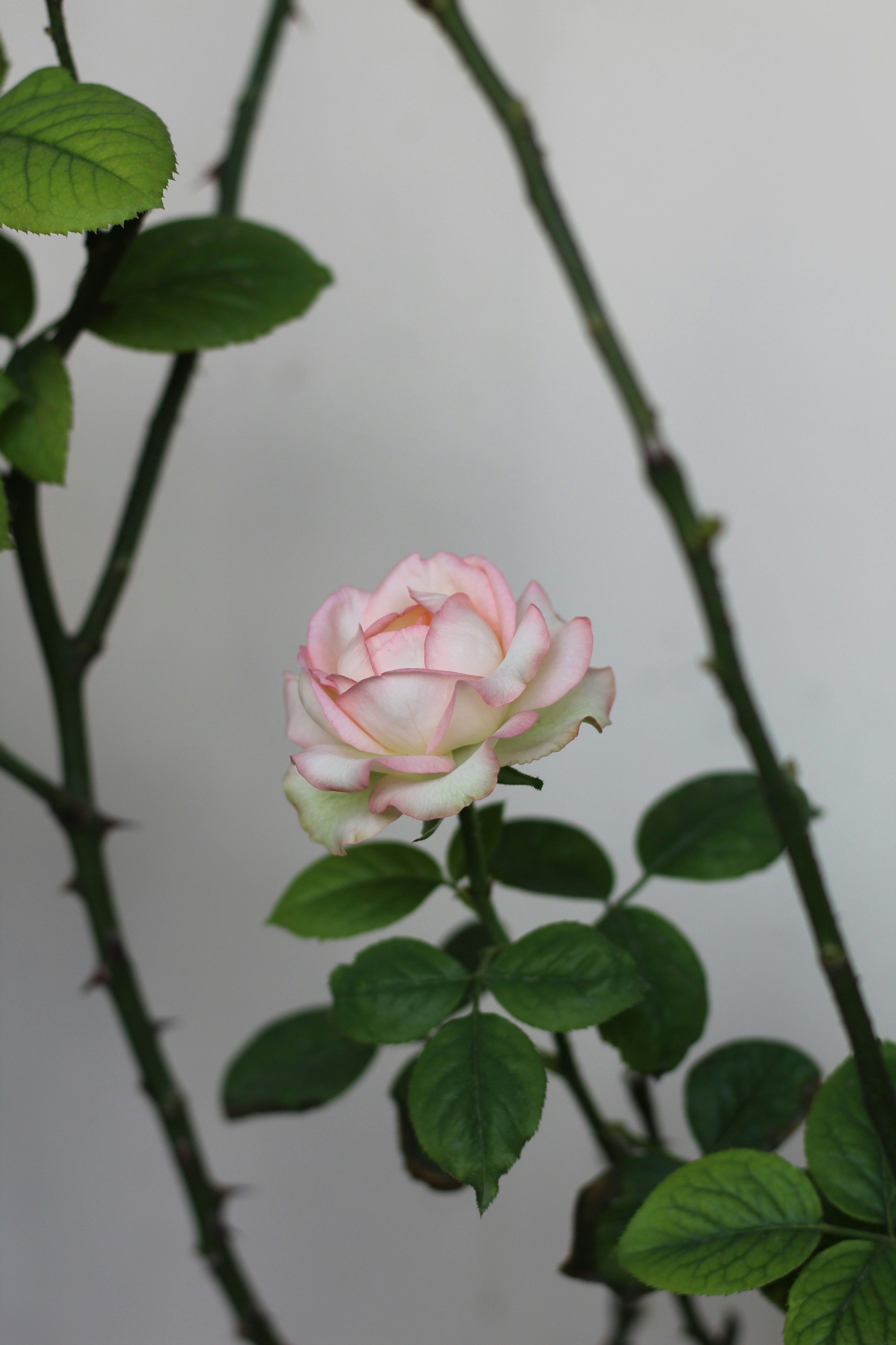 A delicate pink rose blooms with thorns. photo – Free Wallpaper Image ...