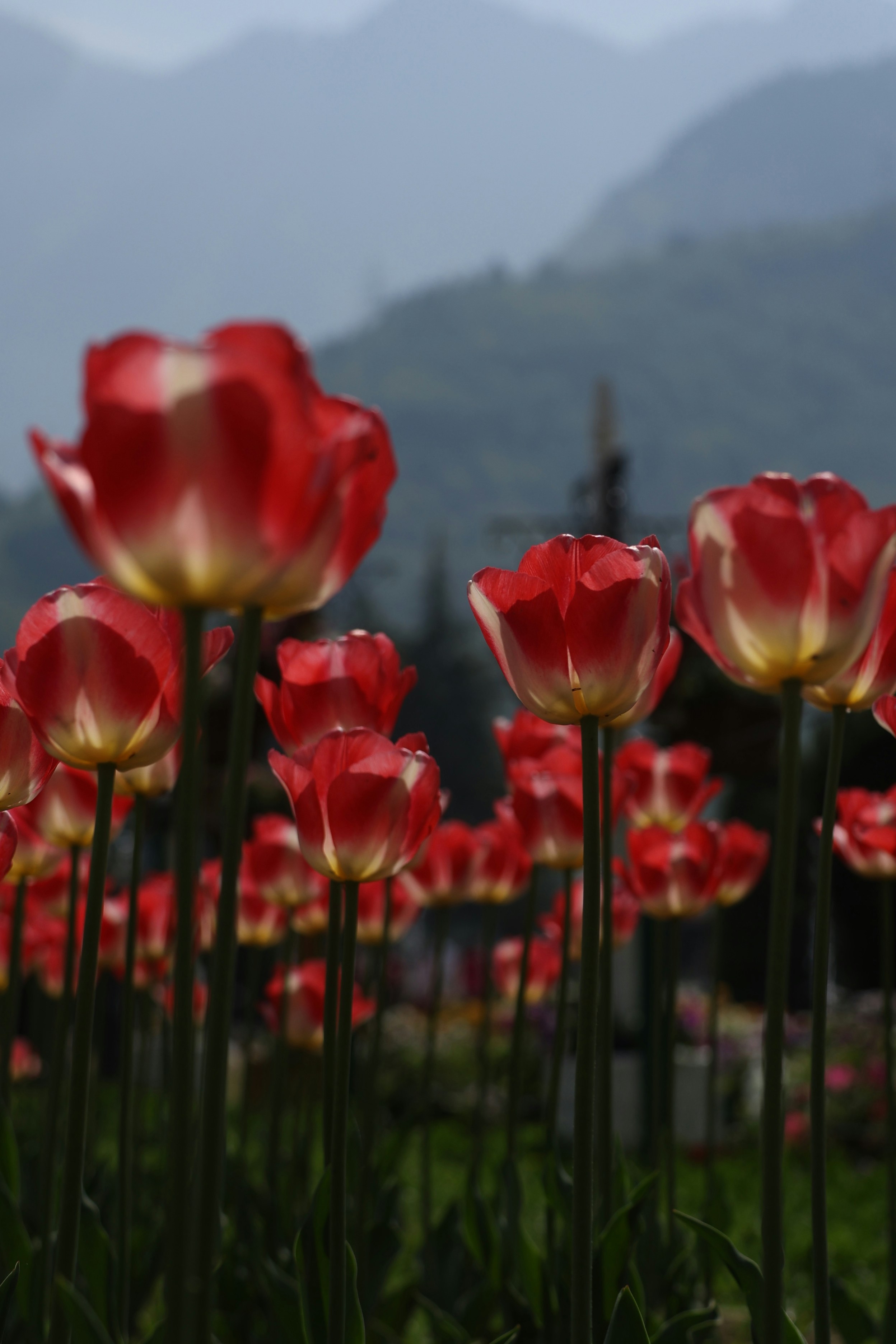 Crimson Tulips in a Mist-Kissed Mountain Vista