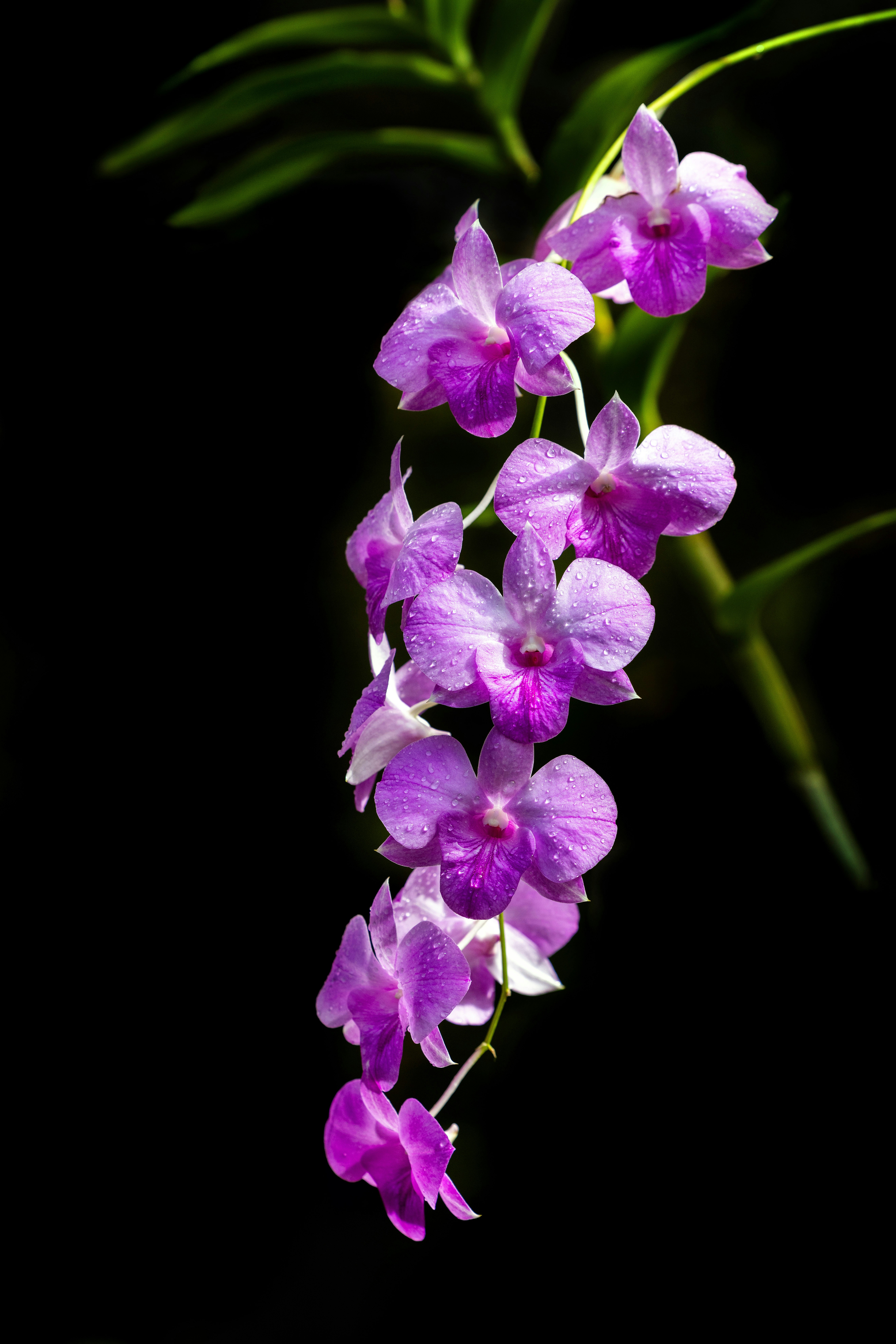 Delicate purple orchids cascade gracefully against a dark backdrop, showcasing their intricate petals and vibrant hues.