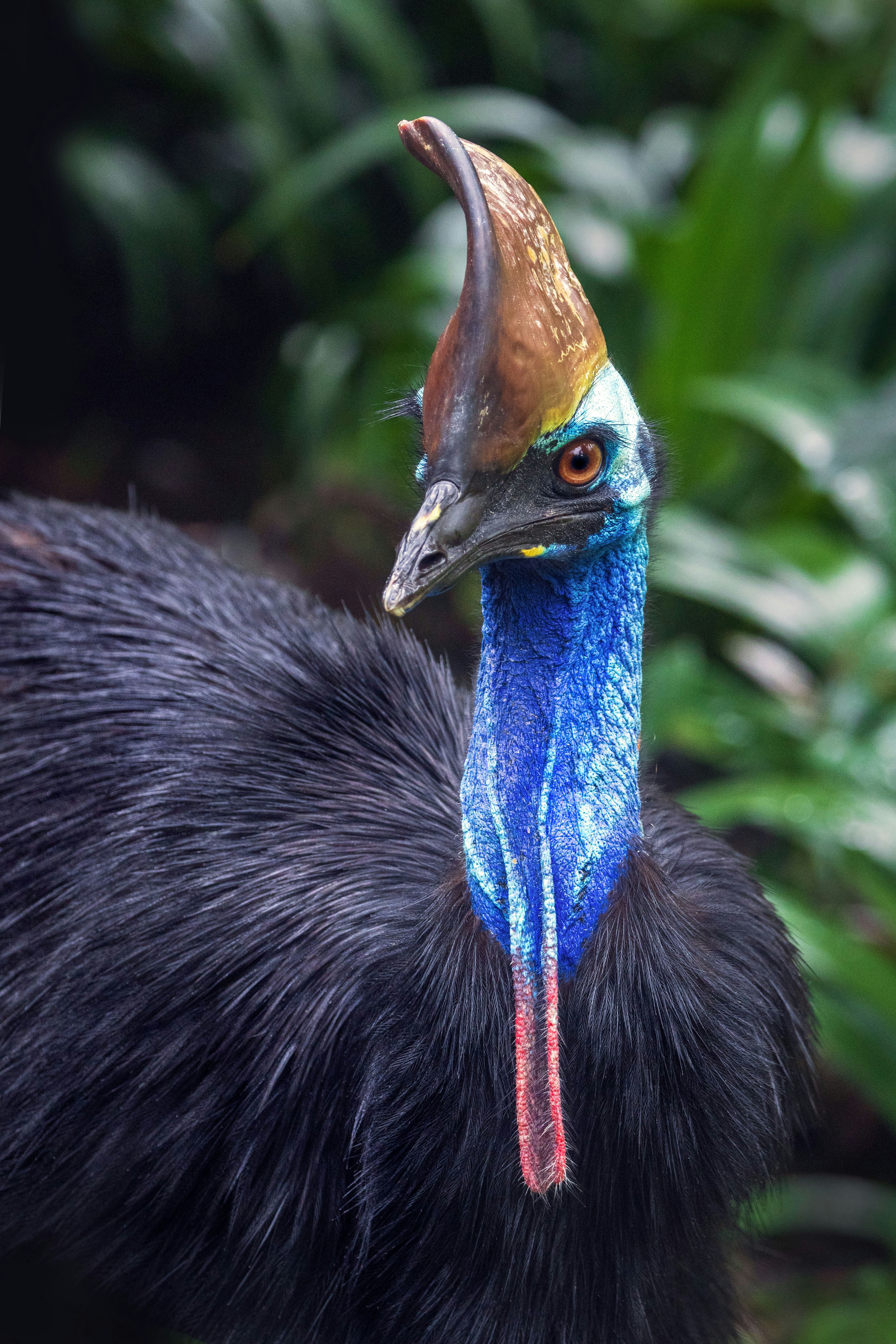 Close-up of a cassowary showcasing its vibrant blue neck and striking casque against a lush green background.