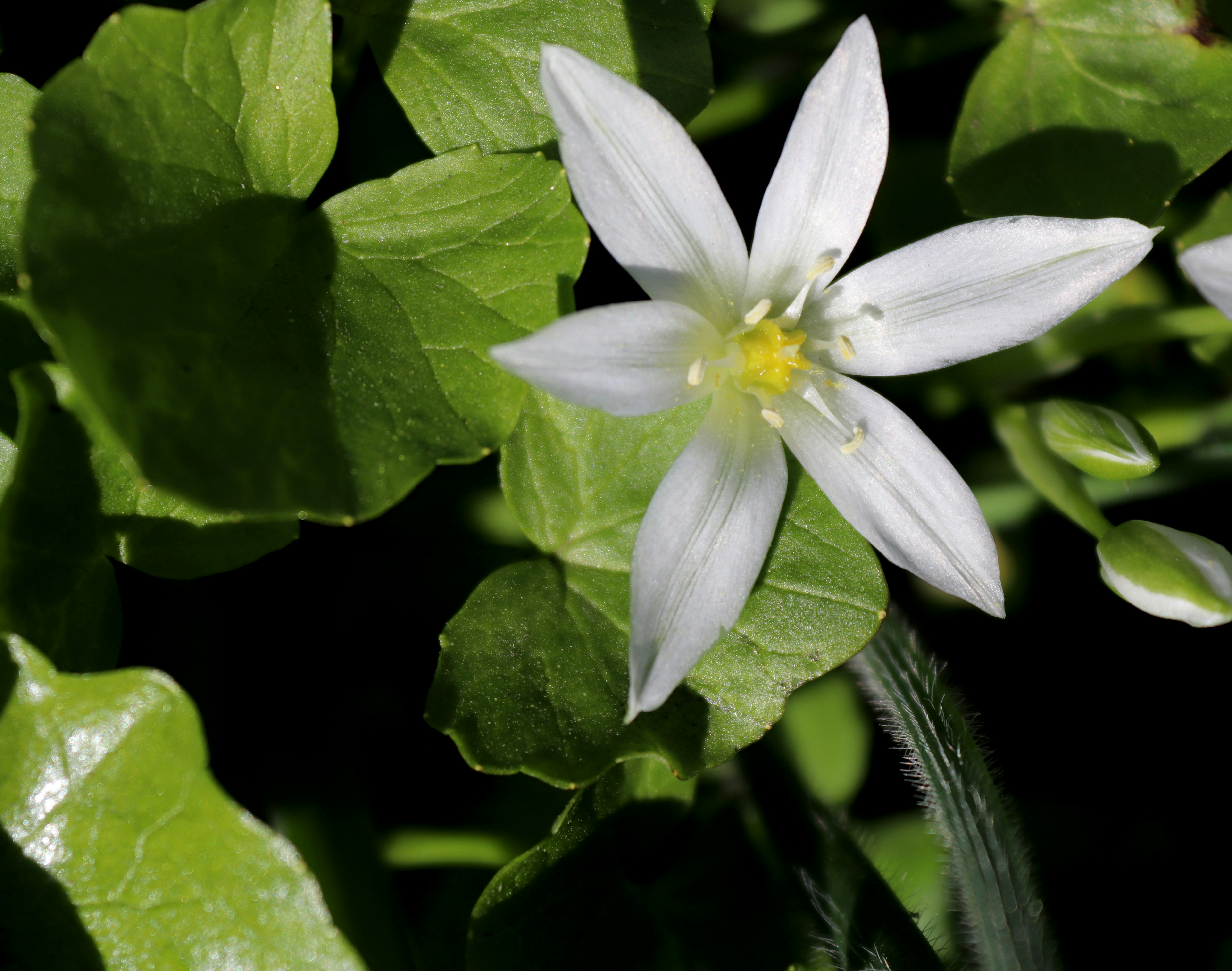 White Starflower on a Velvet Green Stage