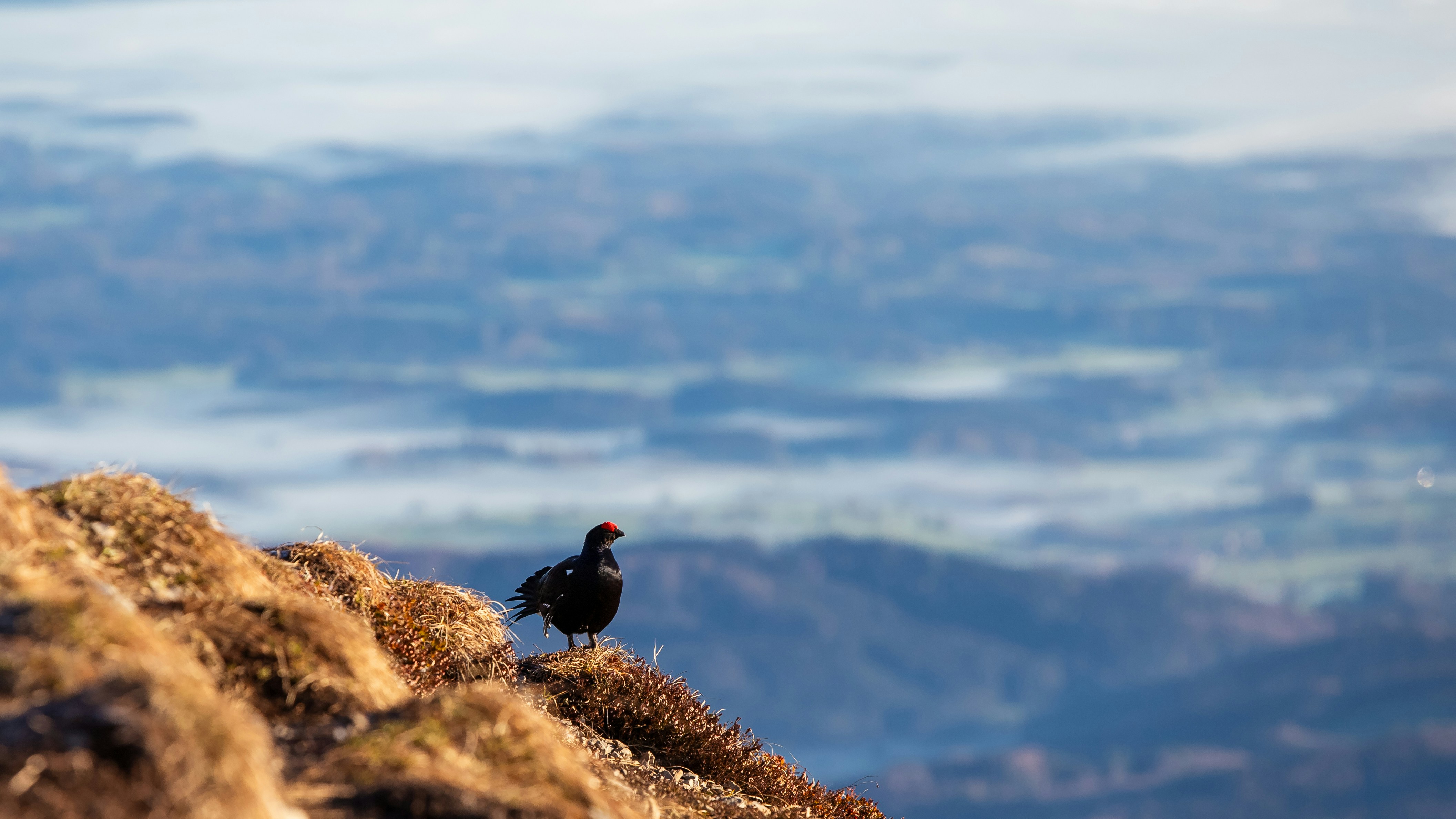 Un urogallo negro se yergue orgulloso en una montaña. foto – Imagen de ...