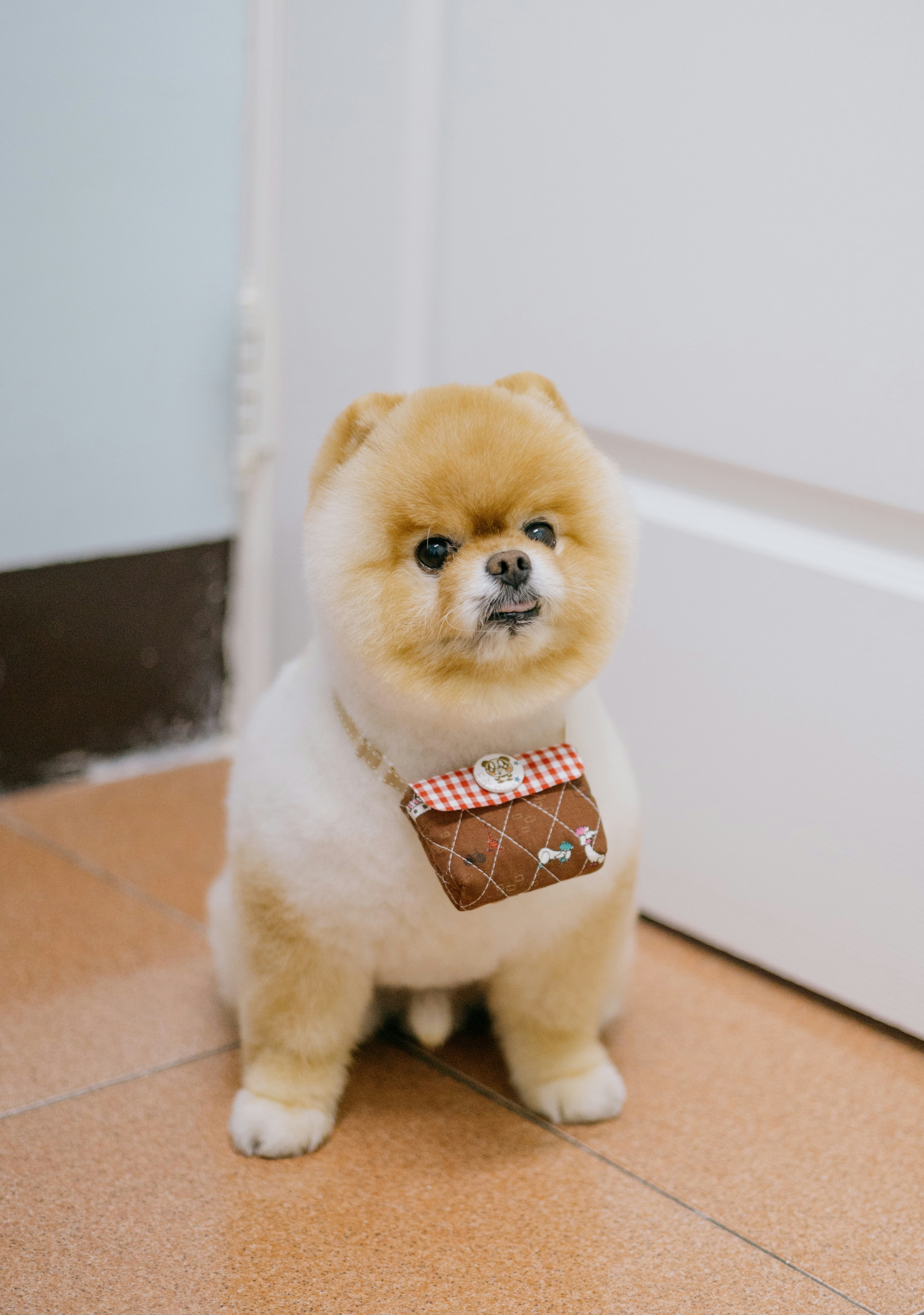 A fluffy dog sits with a cute purse. photo – Free Animal Image on Unsplash
