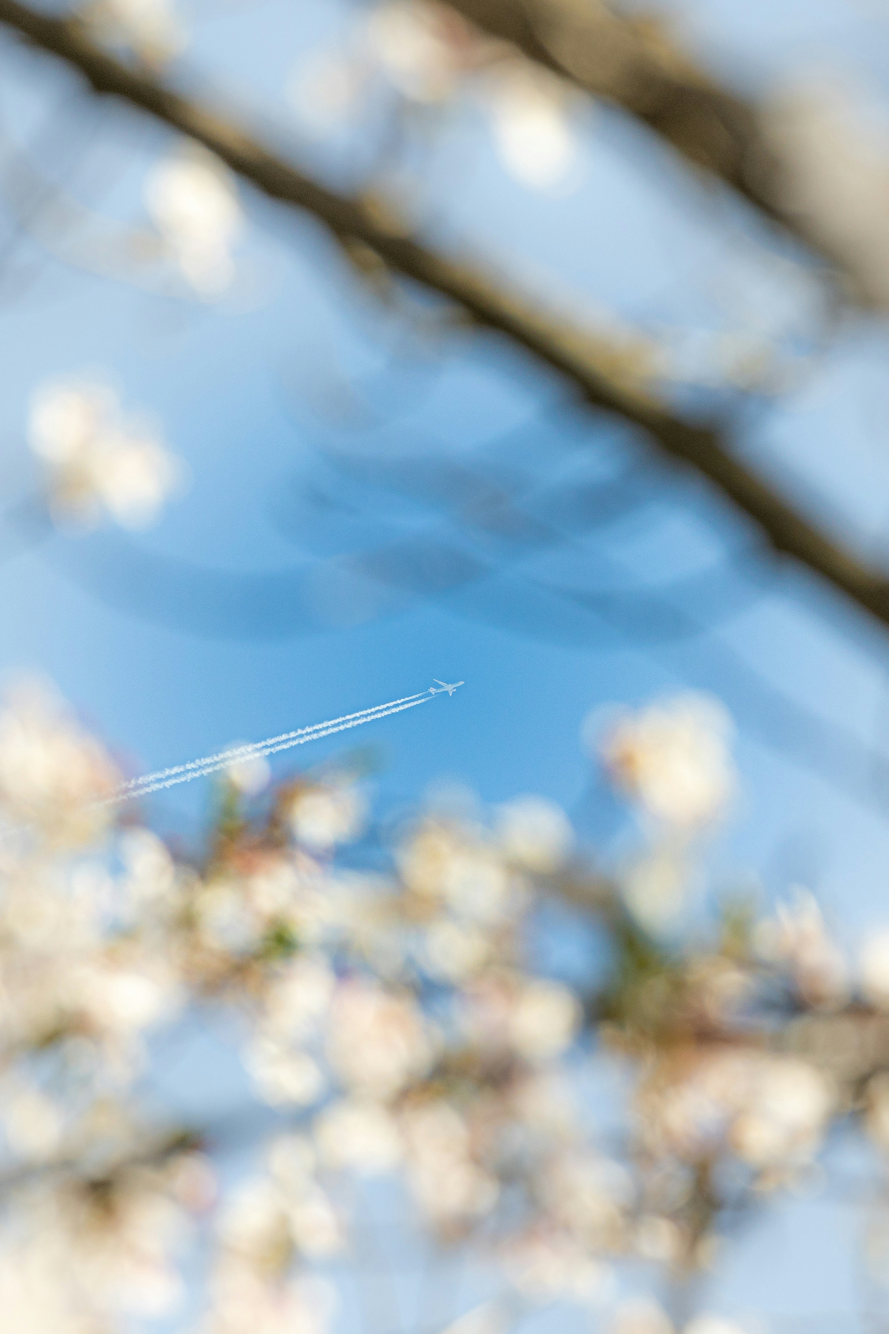 Jet Traces through Spring Sky, Framed by Blossoms
