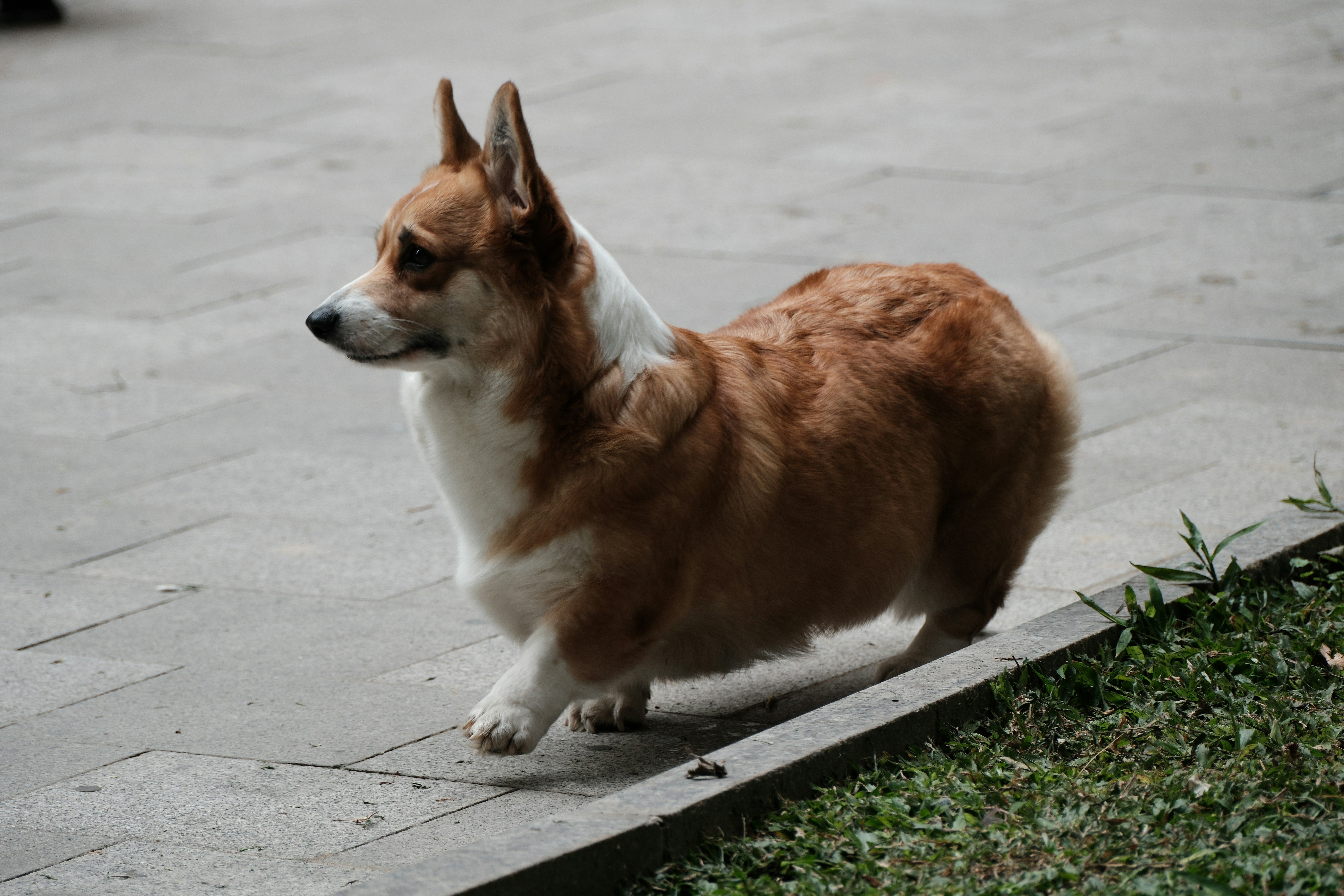 Corgi trotting along a stone path with lush greenery nearby.
