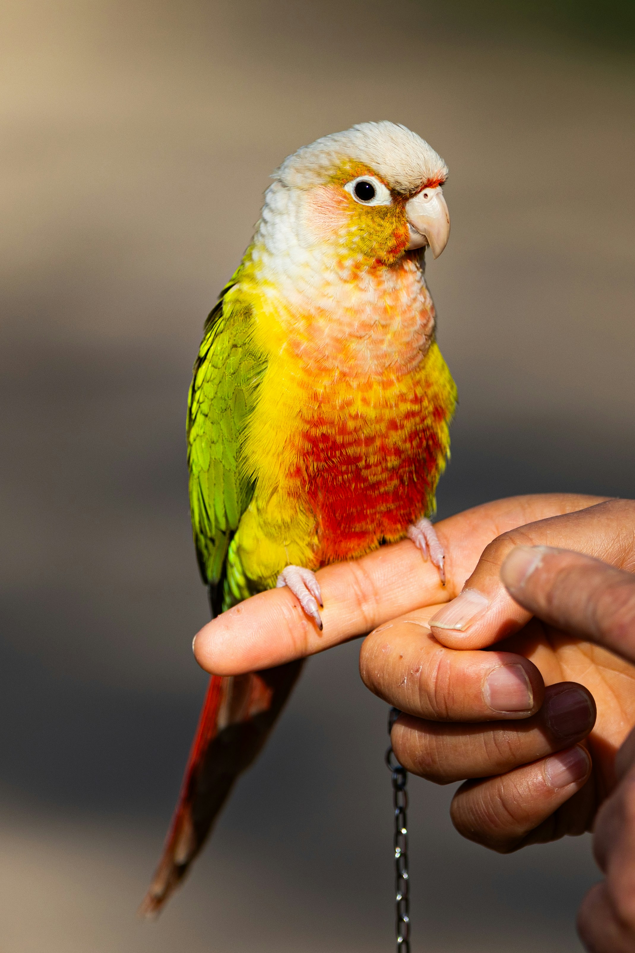 Vivid Sun Conure Perched on a Hand: A Close-Up Portrait of Color