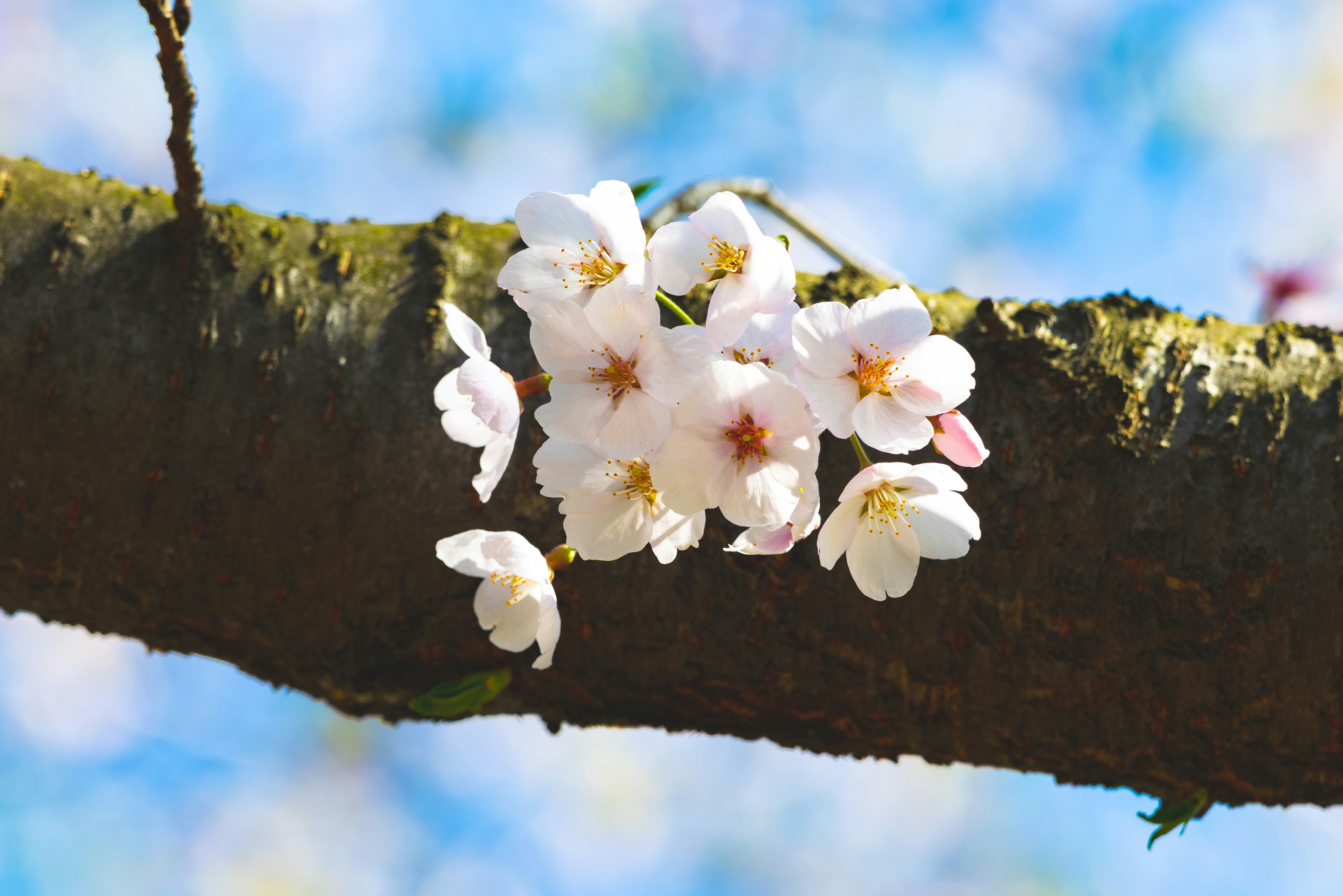 Cherry blossoms bloom on a tree branch. photo – Free Flower Image on ...