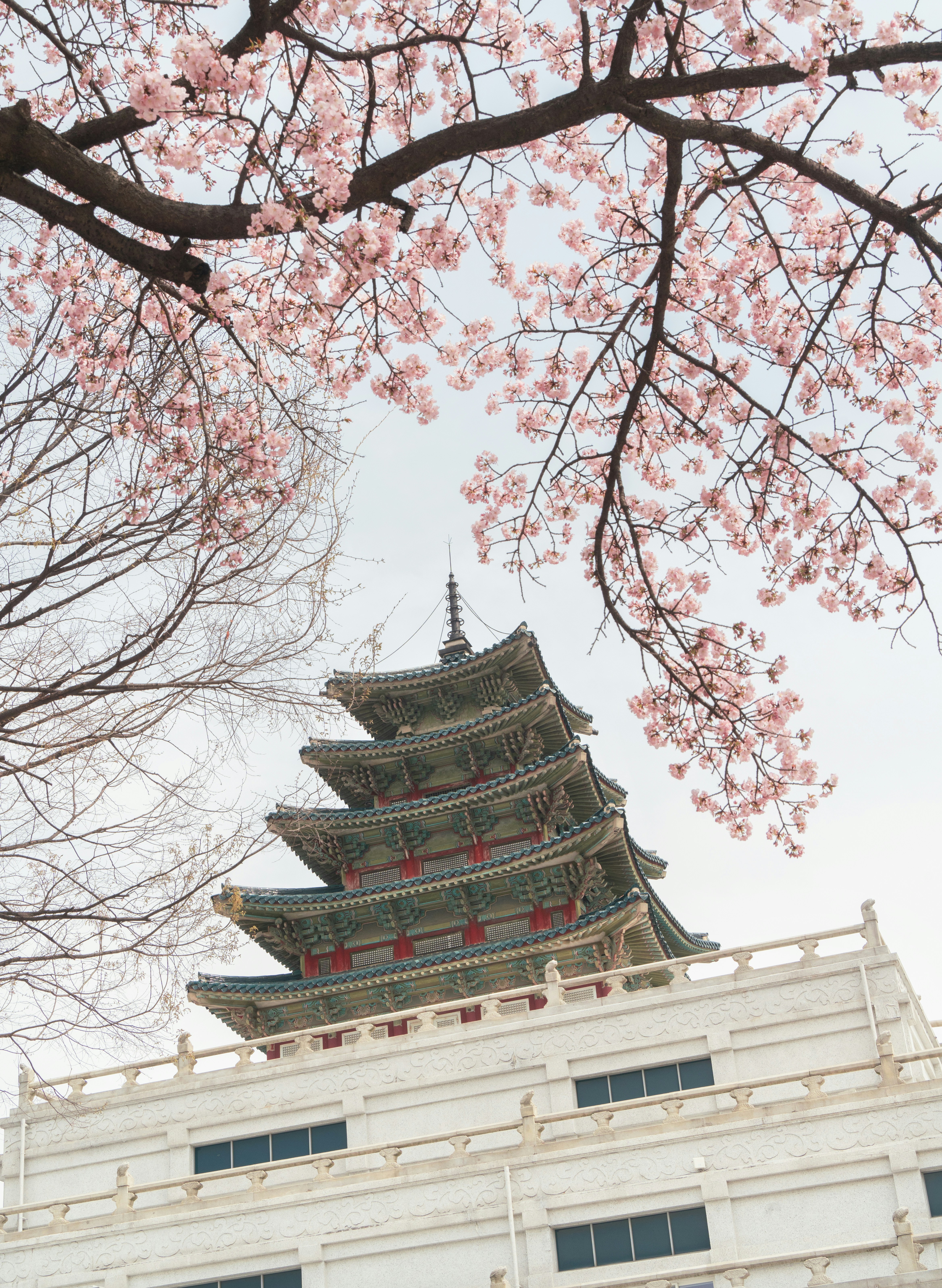 Cherry Blossoms Embrace Historic Pagoda