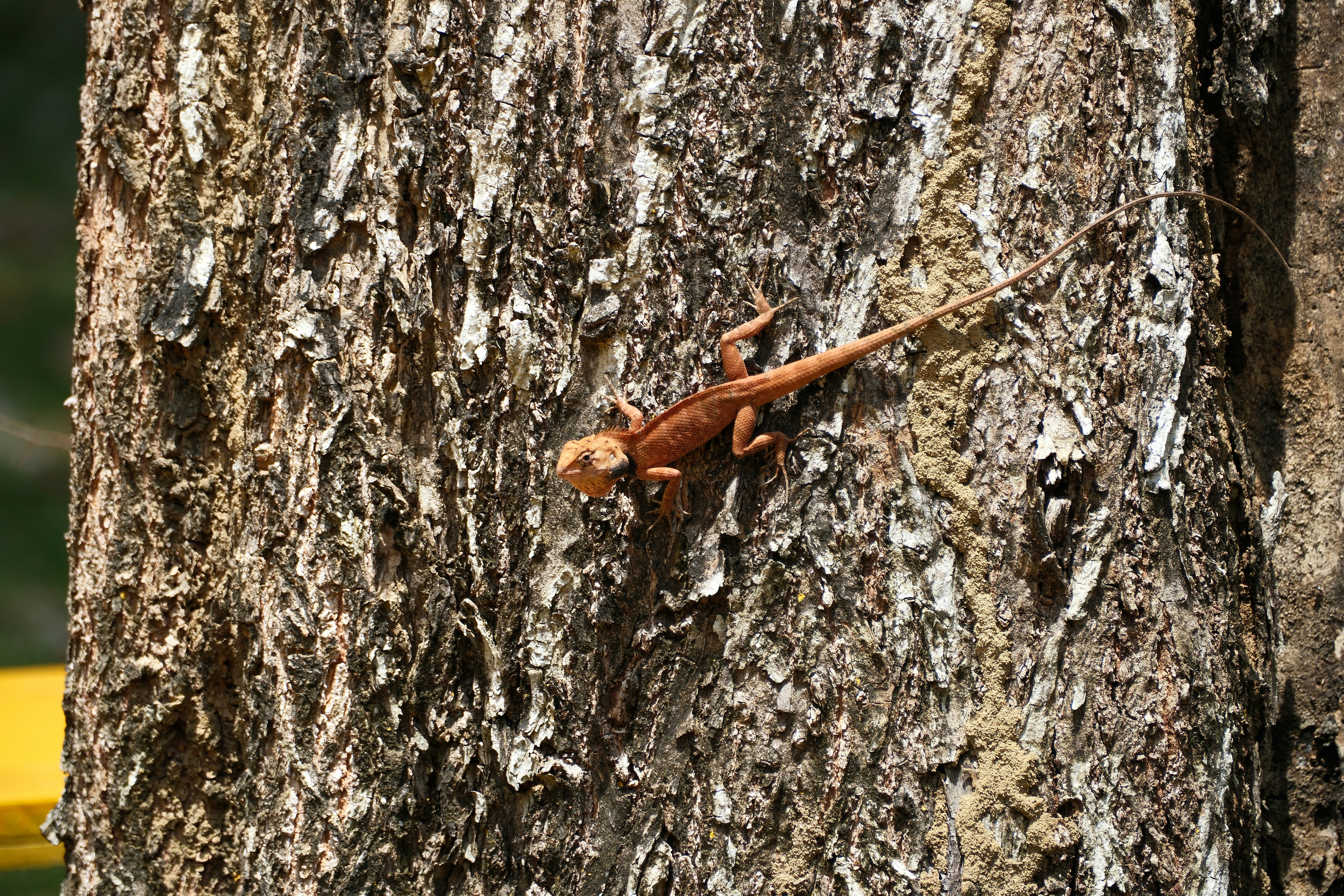A lizard is camouflaged on a tree.