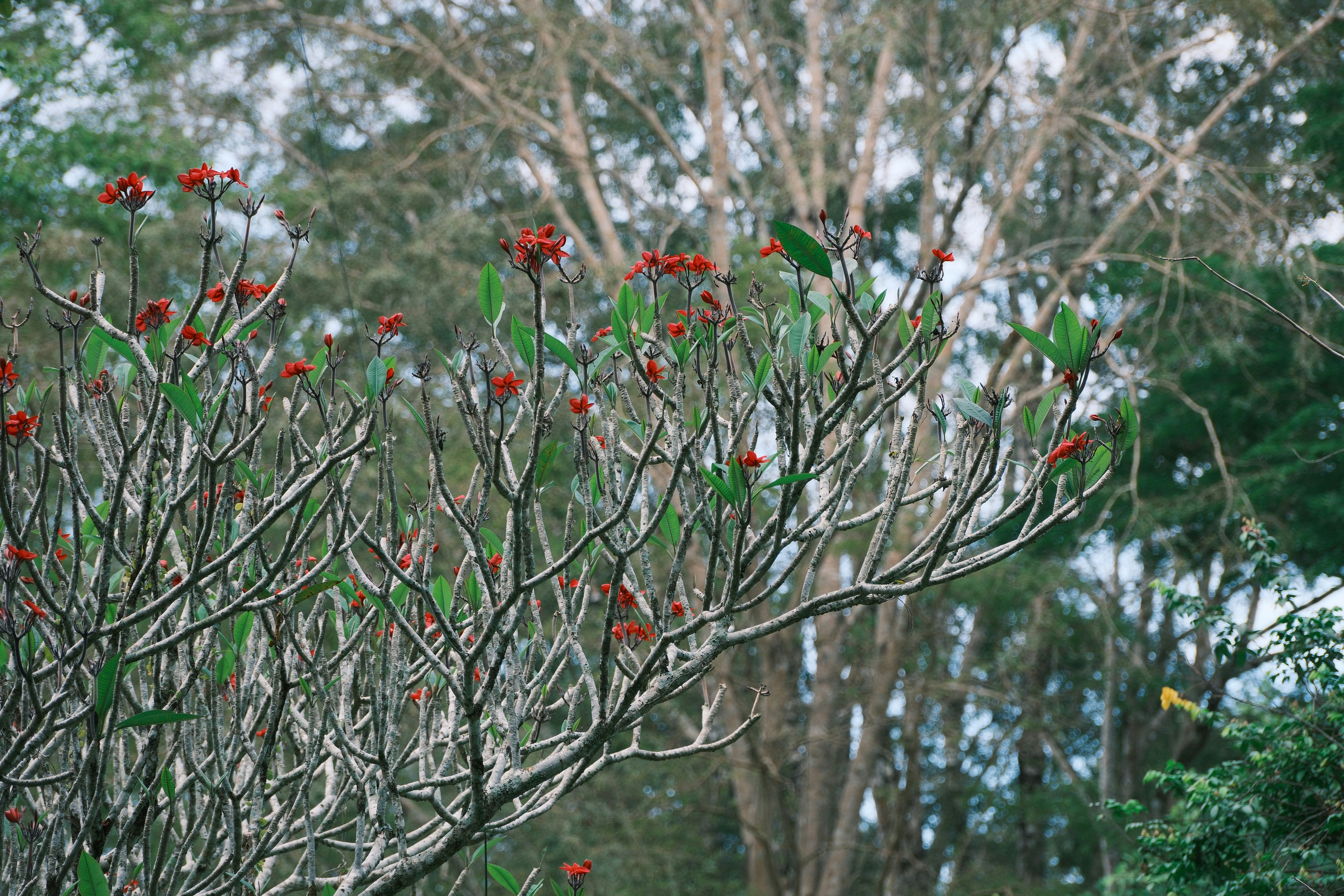 Crimson Buds Framing a Quiet Branch Scene