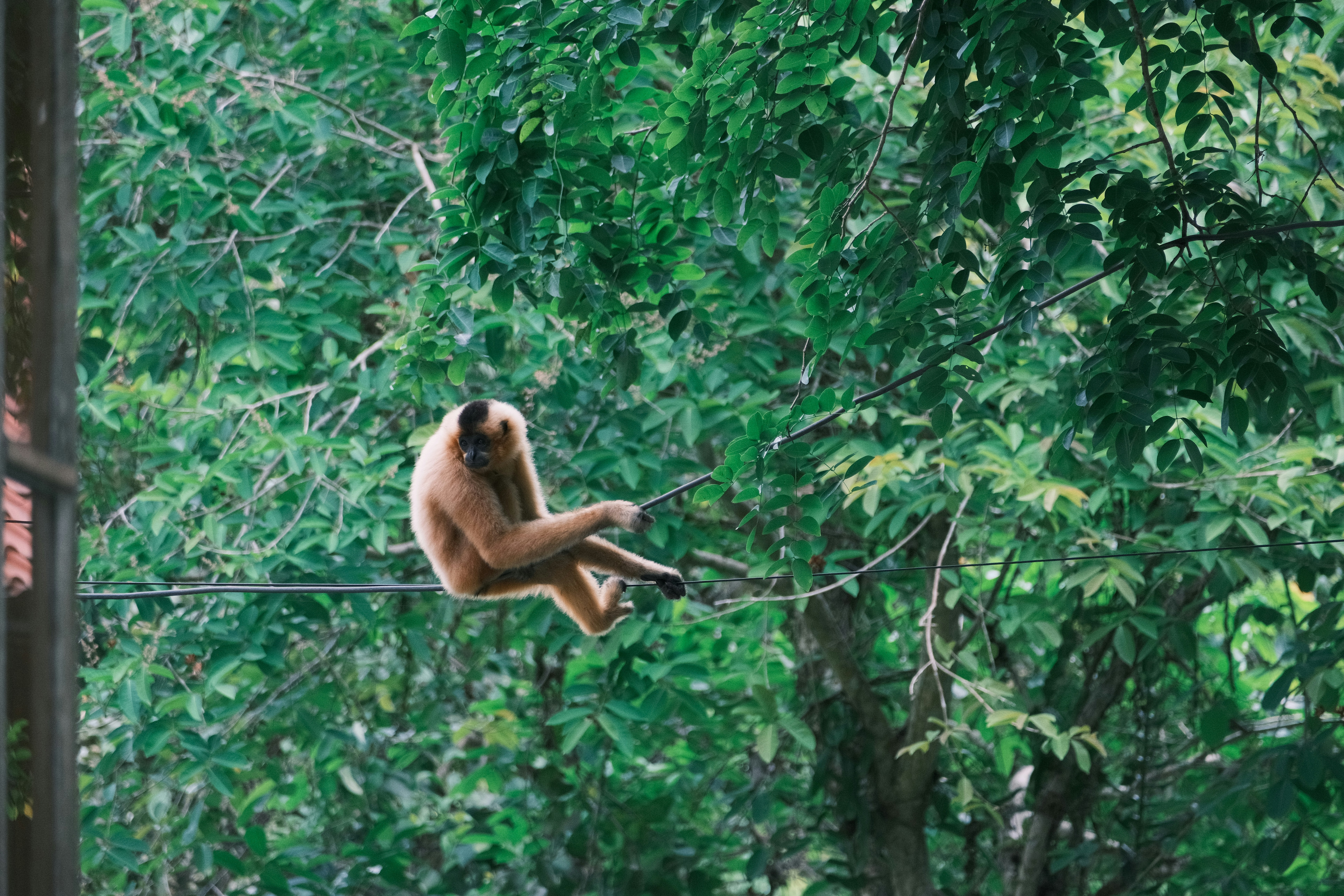 A monkey is hanging from a wire. photo – Free Animal Image on Unsplash