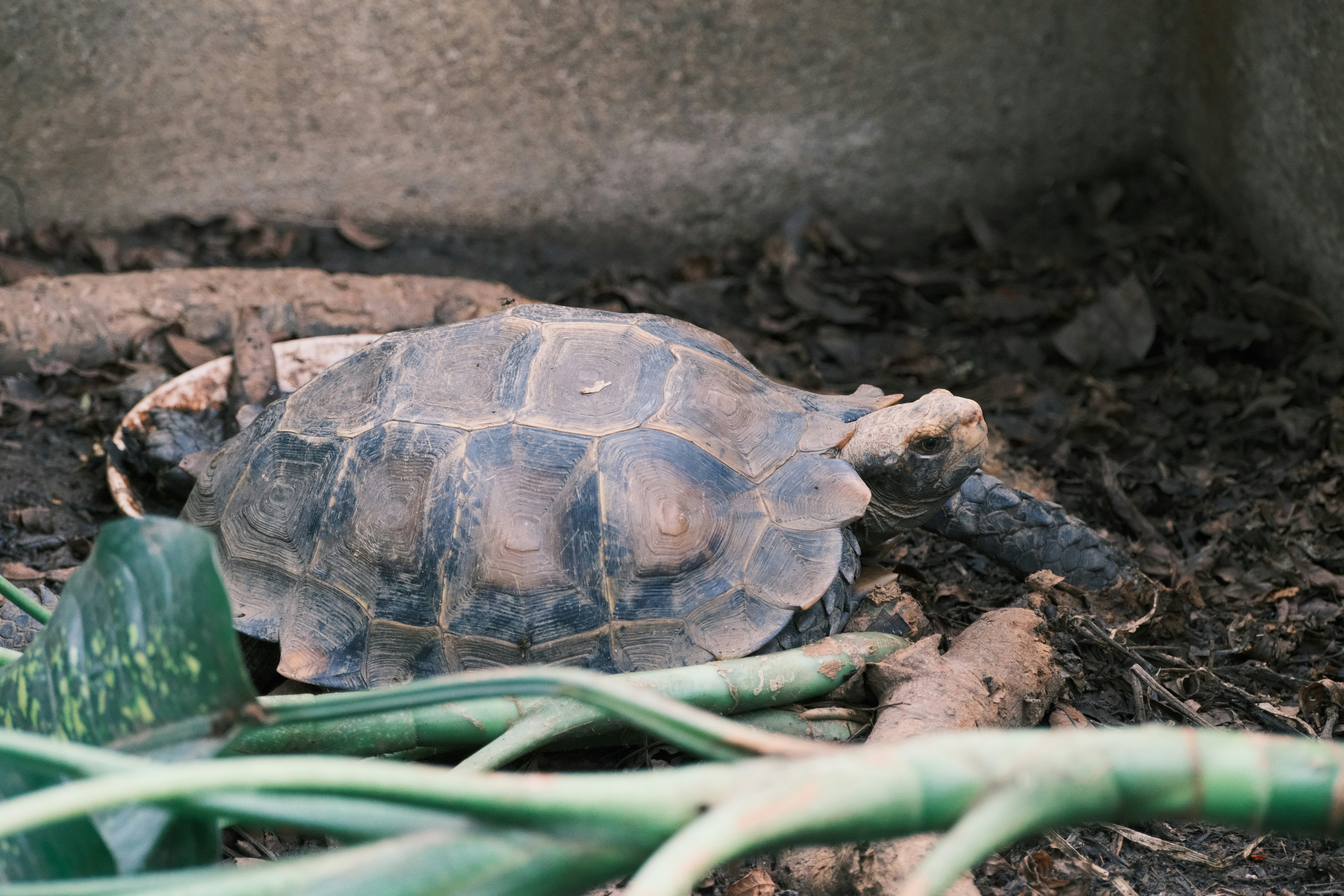 Centered in Mud and Moss: A Garden Turtle's Quiet Repose