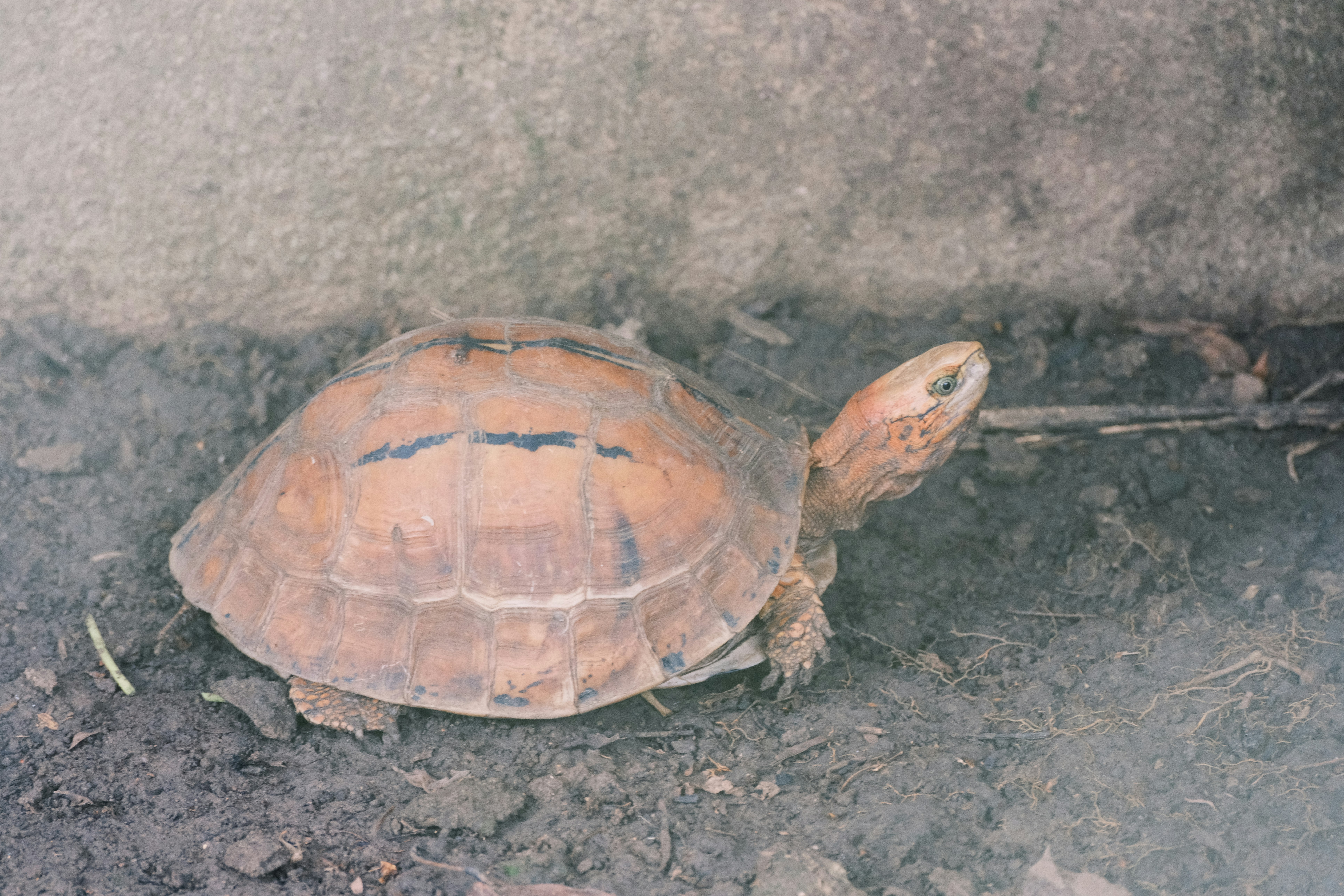 Dust-born Sentinel: a garden tortoise on sun-warmed earth beside a weathered wall