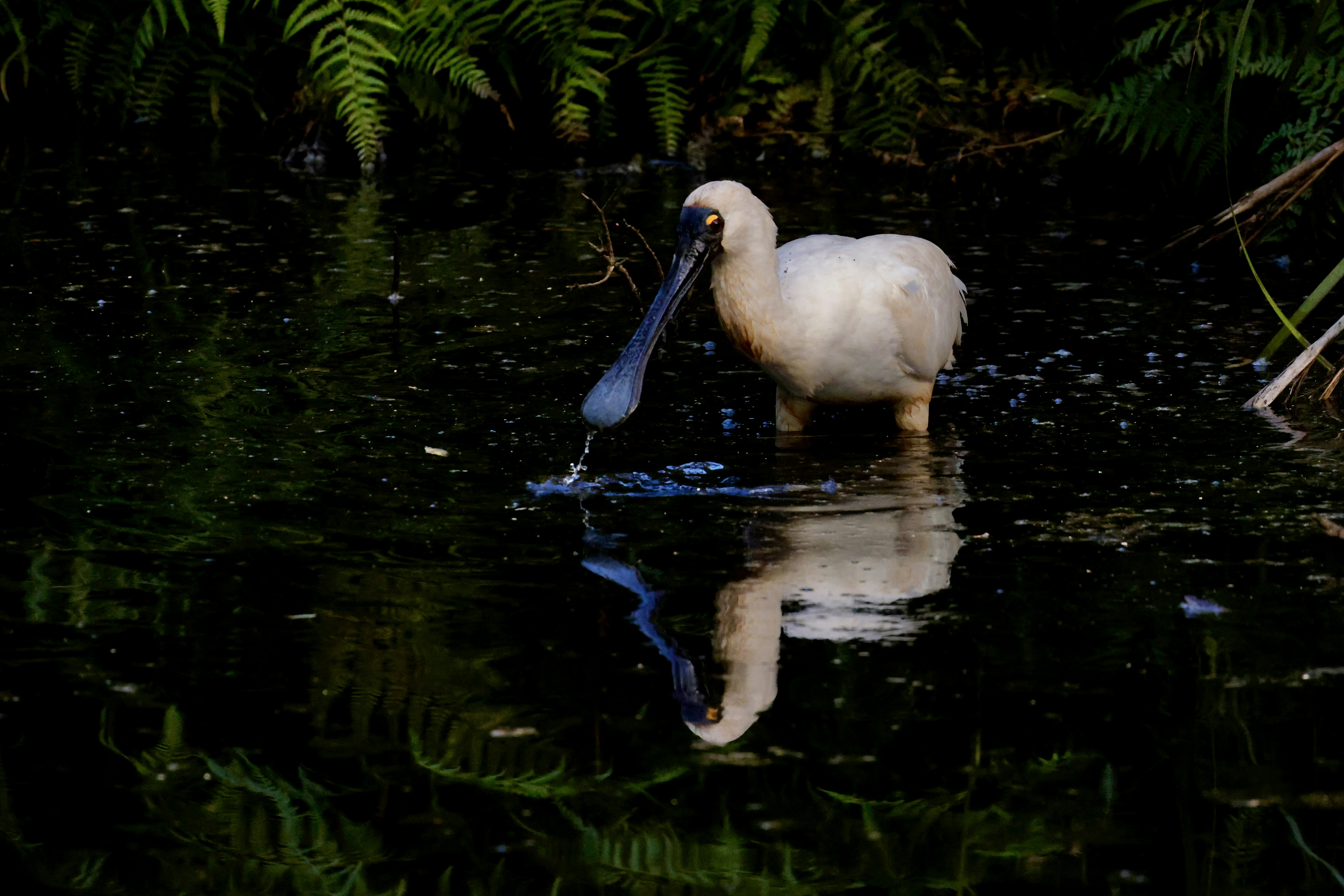 Blue-Beaked Egret's Quiet Prey Moment