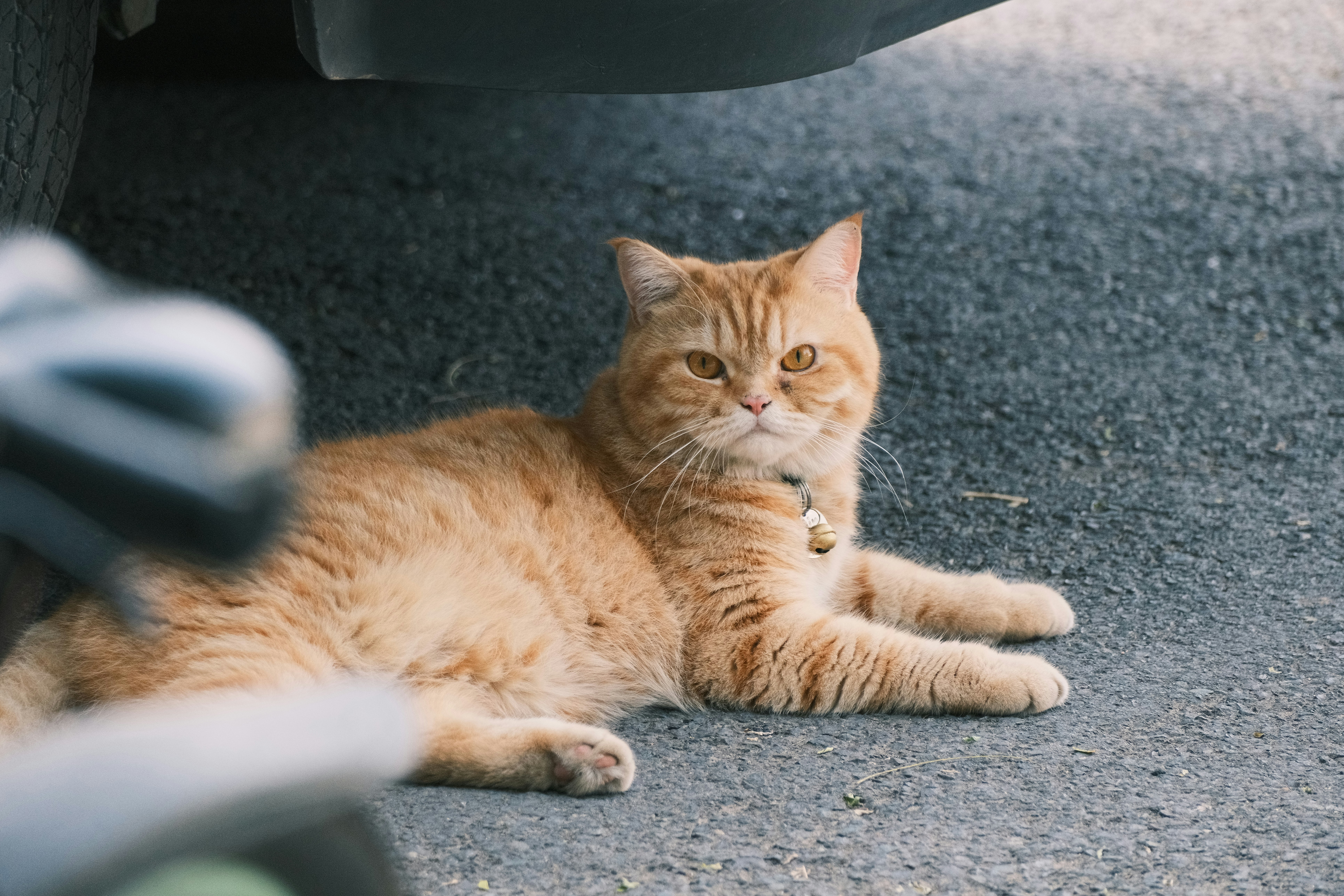 A ginger cat is resting in the shade
