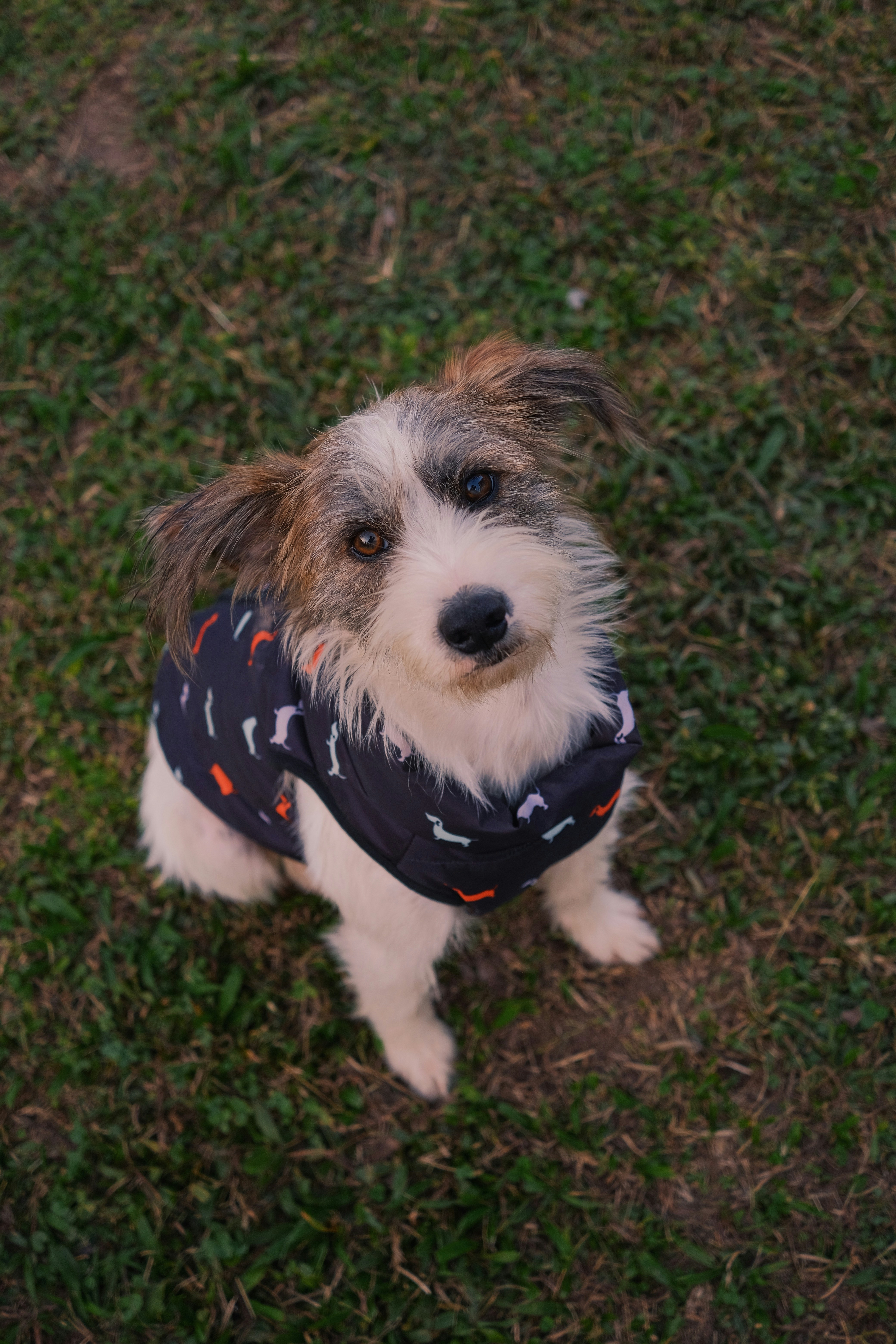 A playful dog wearing a patterned vest gazes up with curiosity amidst a grassy backdrop.
