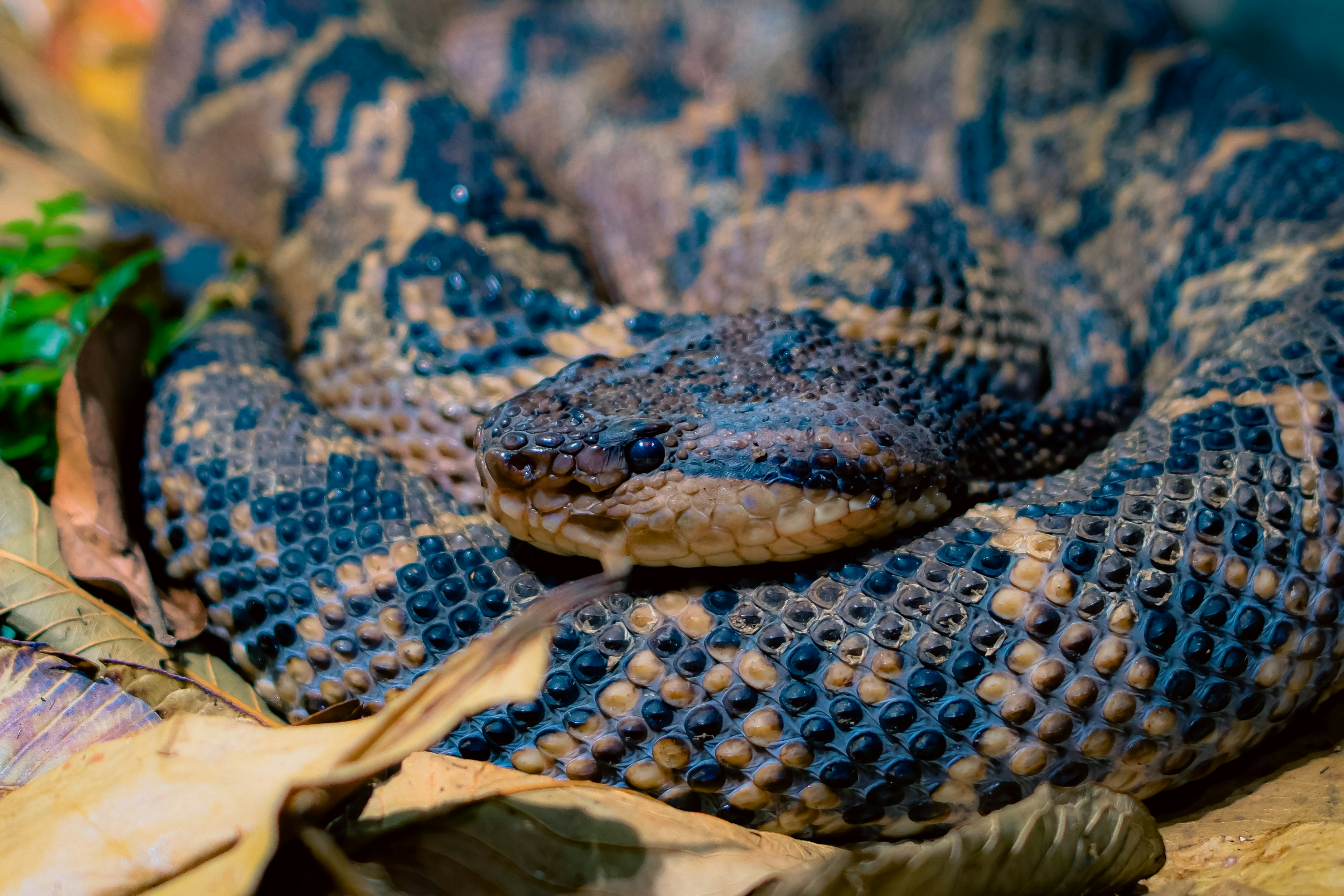 A venomous snake coiled and ready. photo – Free Animal Image on Unsplash
