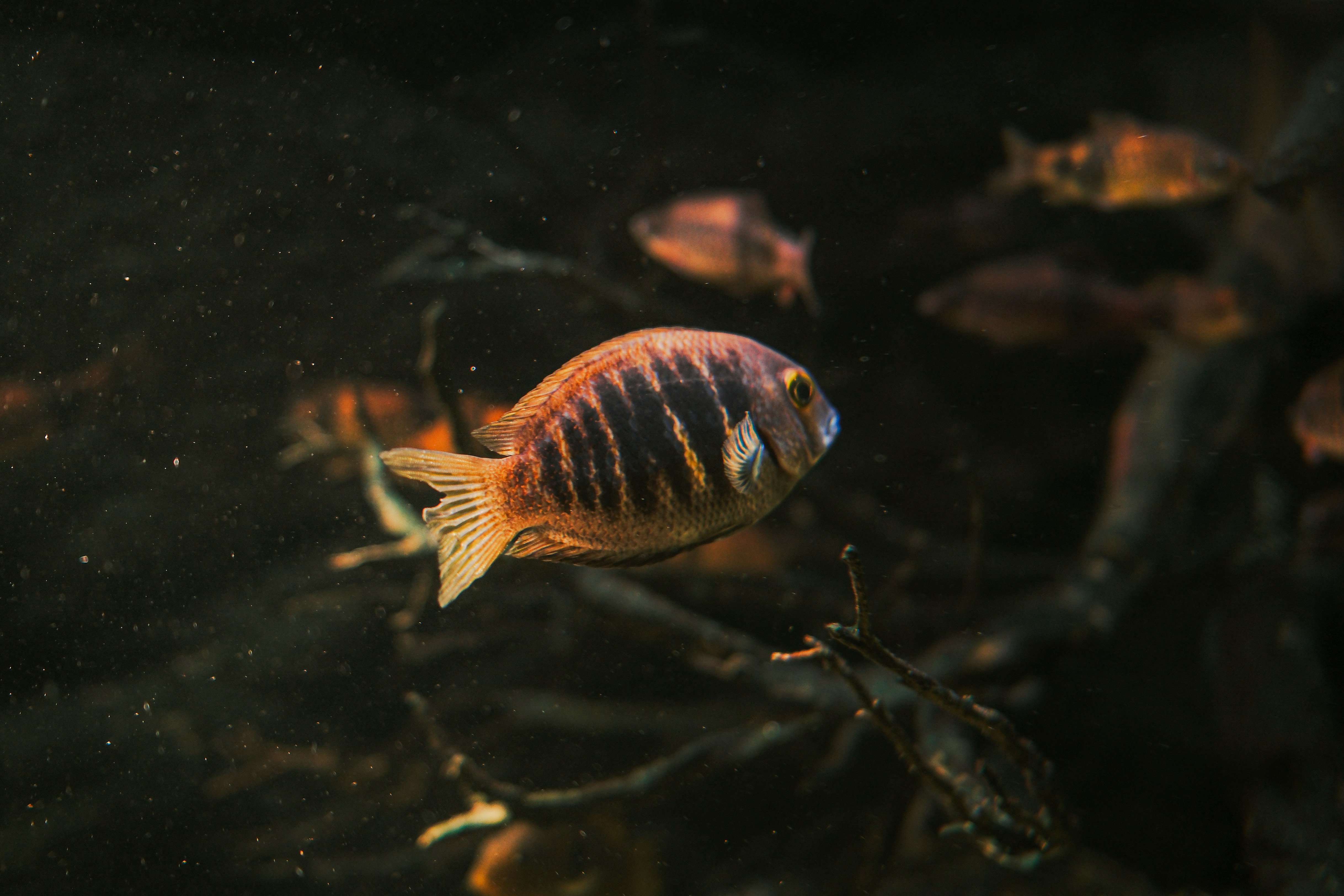 Dusky Drift: A Striped Fish Gliding Through Shadowed Aquascape