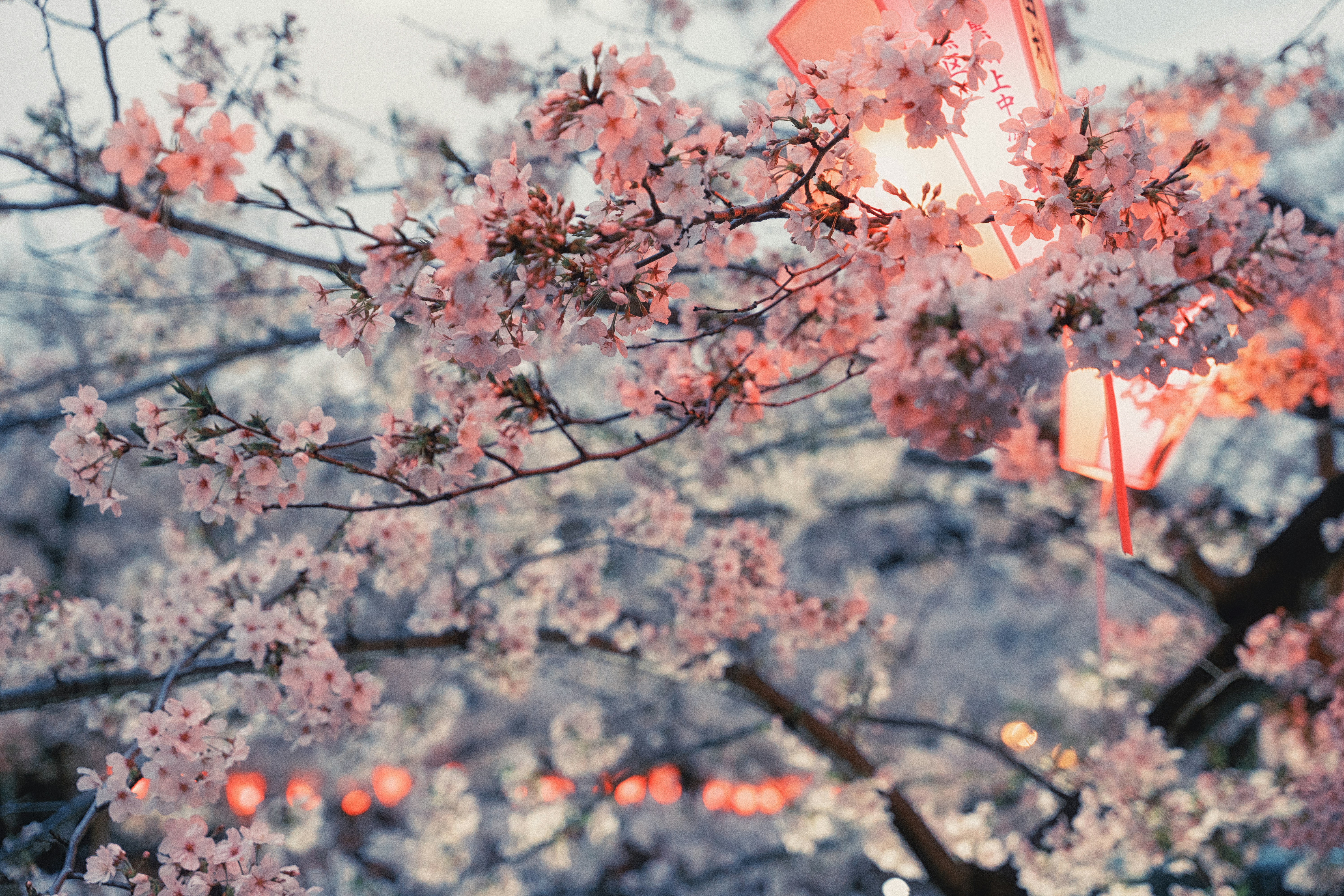 Sakura in Soft Evening Glow Beneath Floating Lanterns