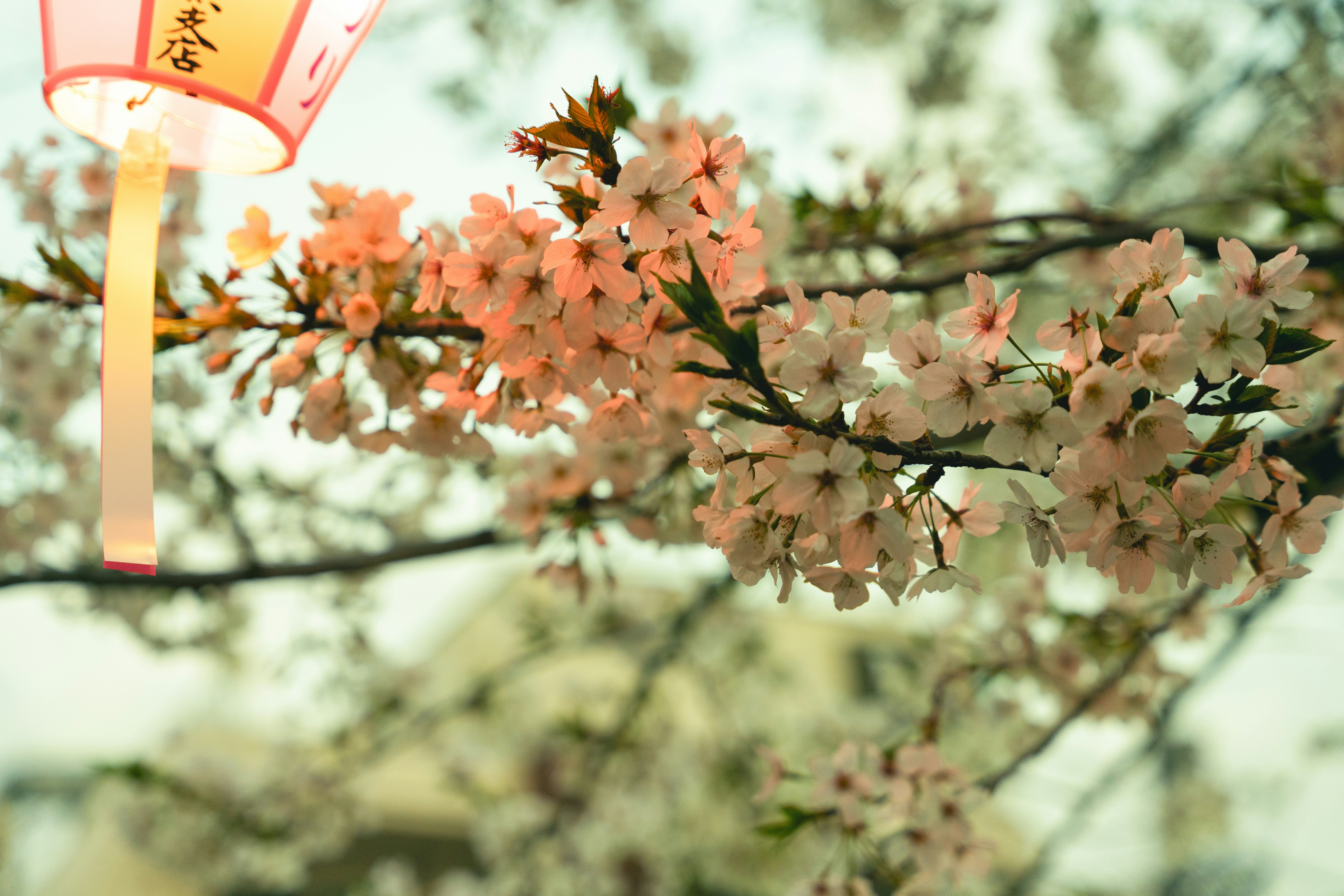 Delicate cherry blossom branches adorned with soft pink flowers and a traditional lantern, evoking the essence of springtime celebrations.