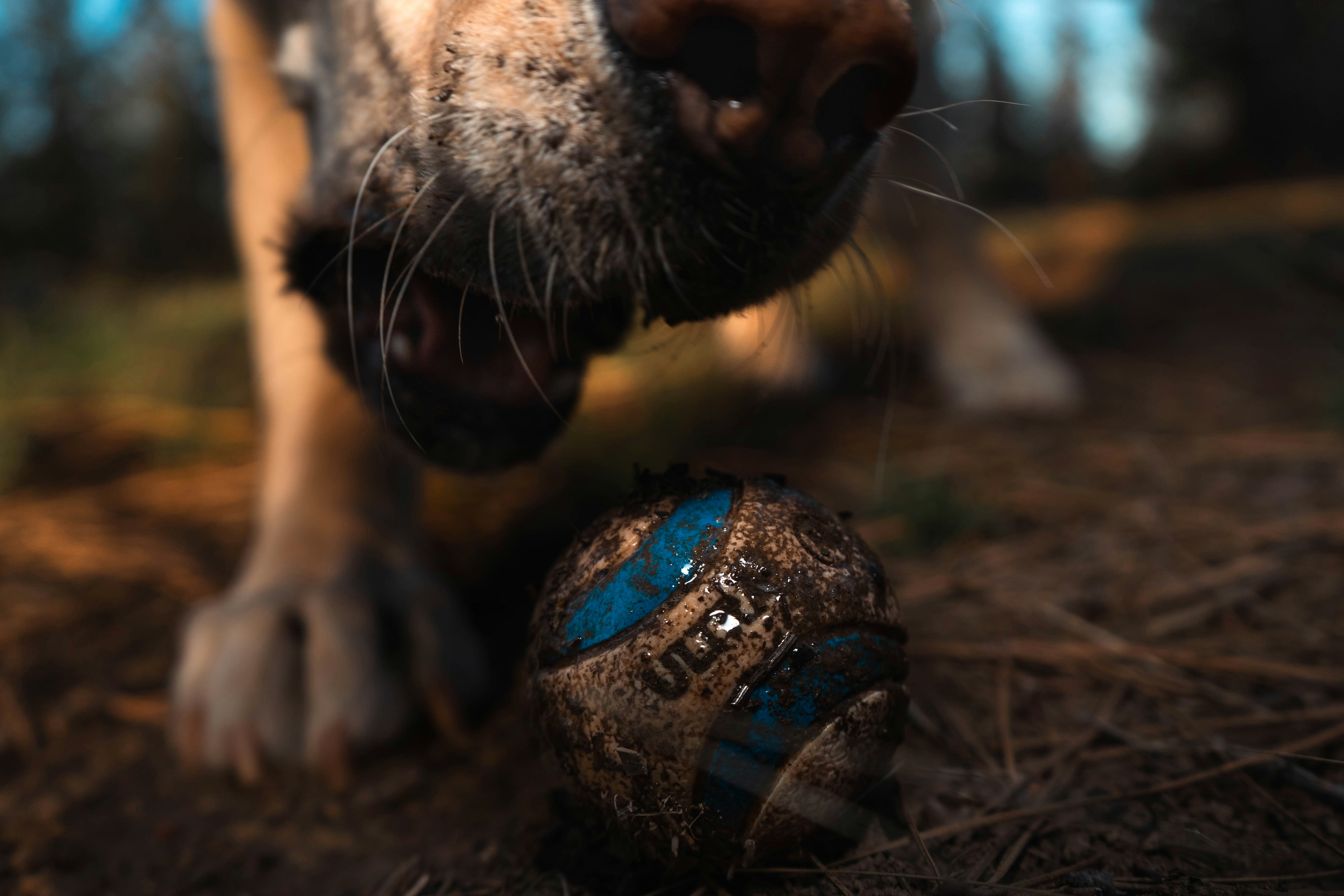 Mud-Splattered Ball in a Close-Up Tug Under Dappled Forest Light