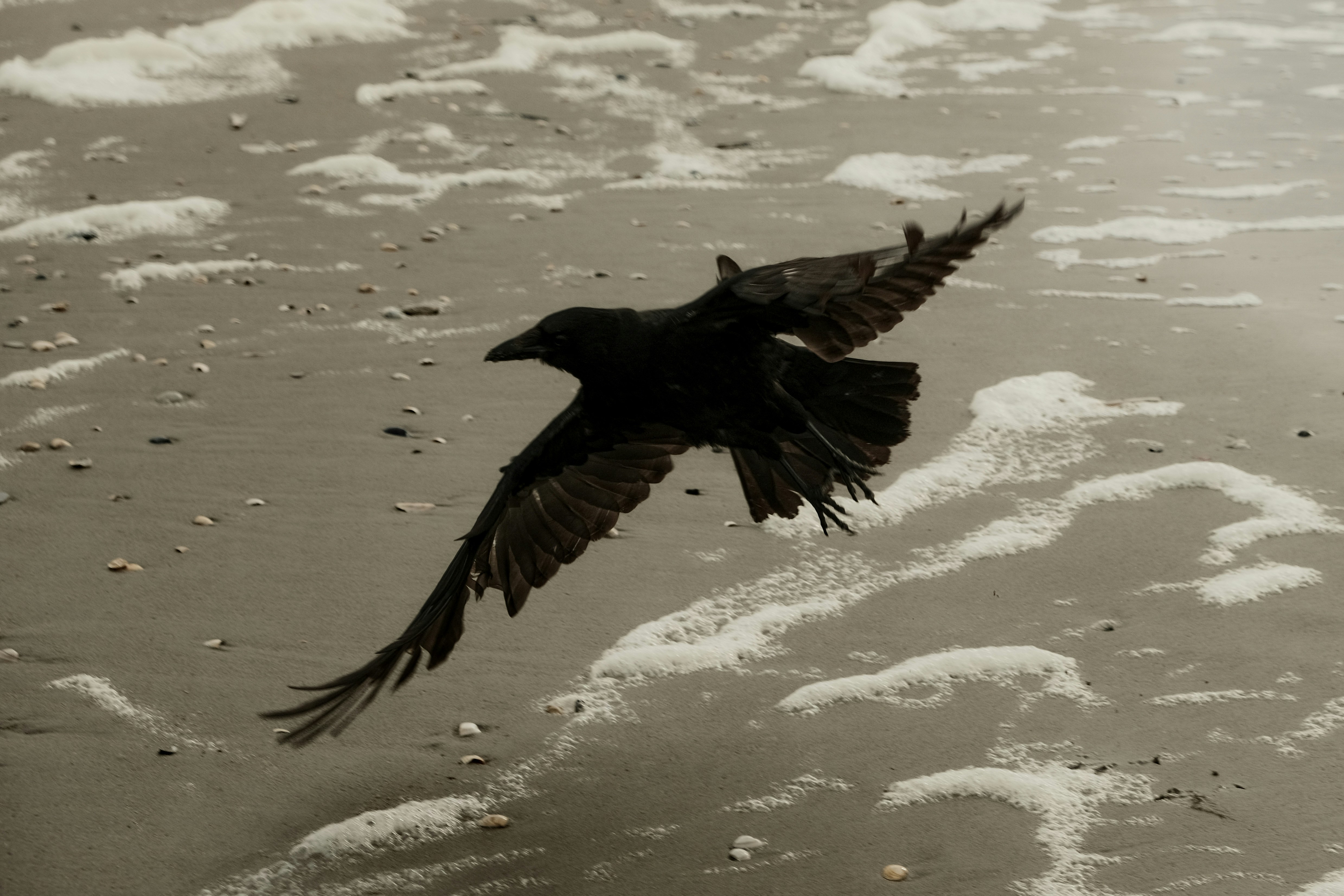 A crow flies over sandy beach. photo – Free Beach Image on Unsplash