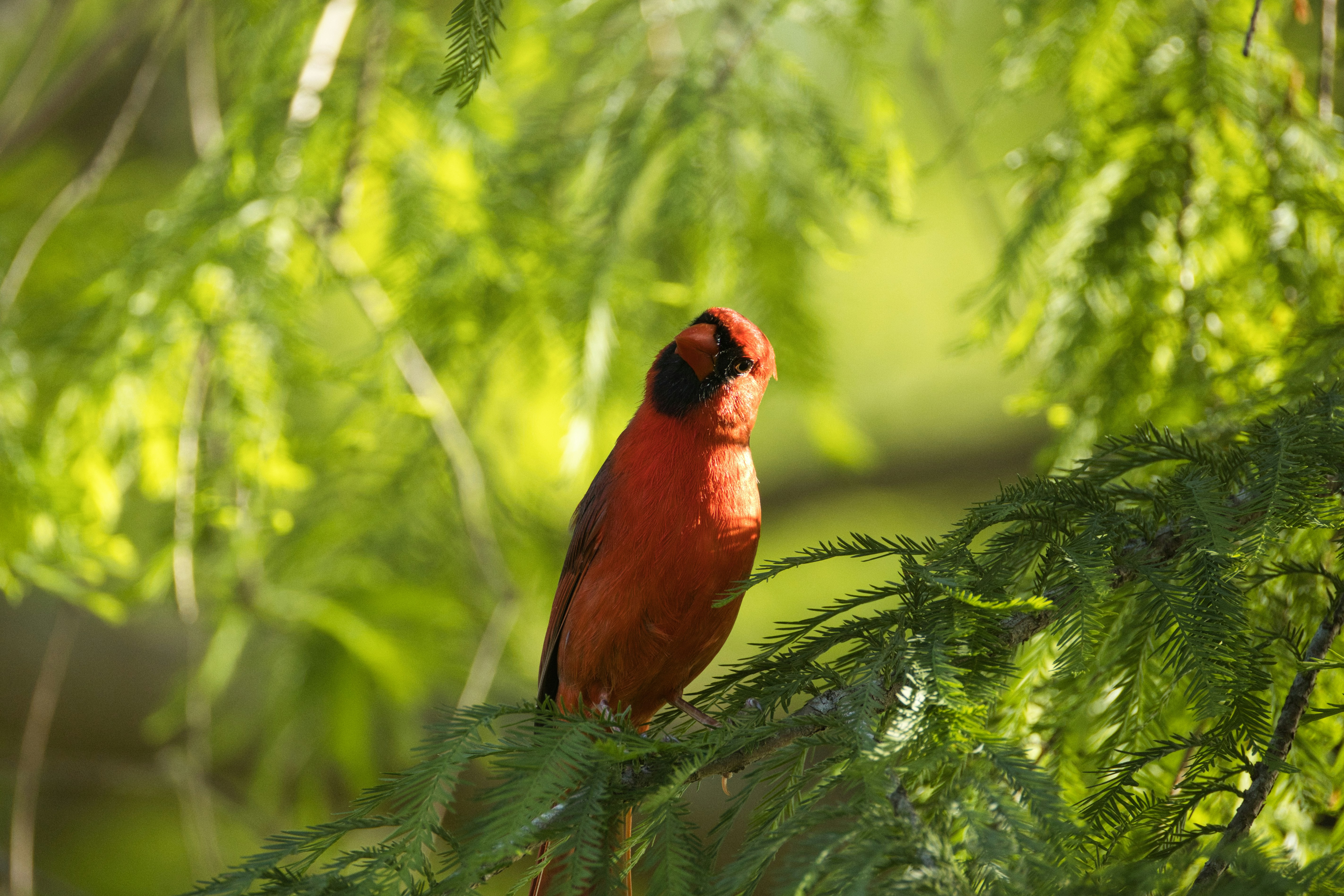 Red Bird Pictures | Download Free Images on Unsplash
