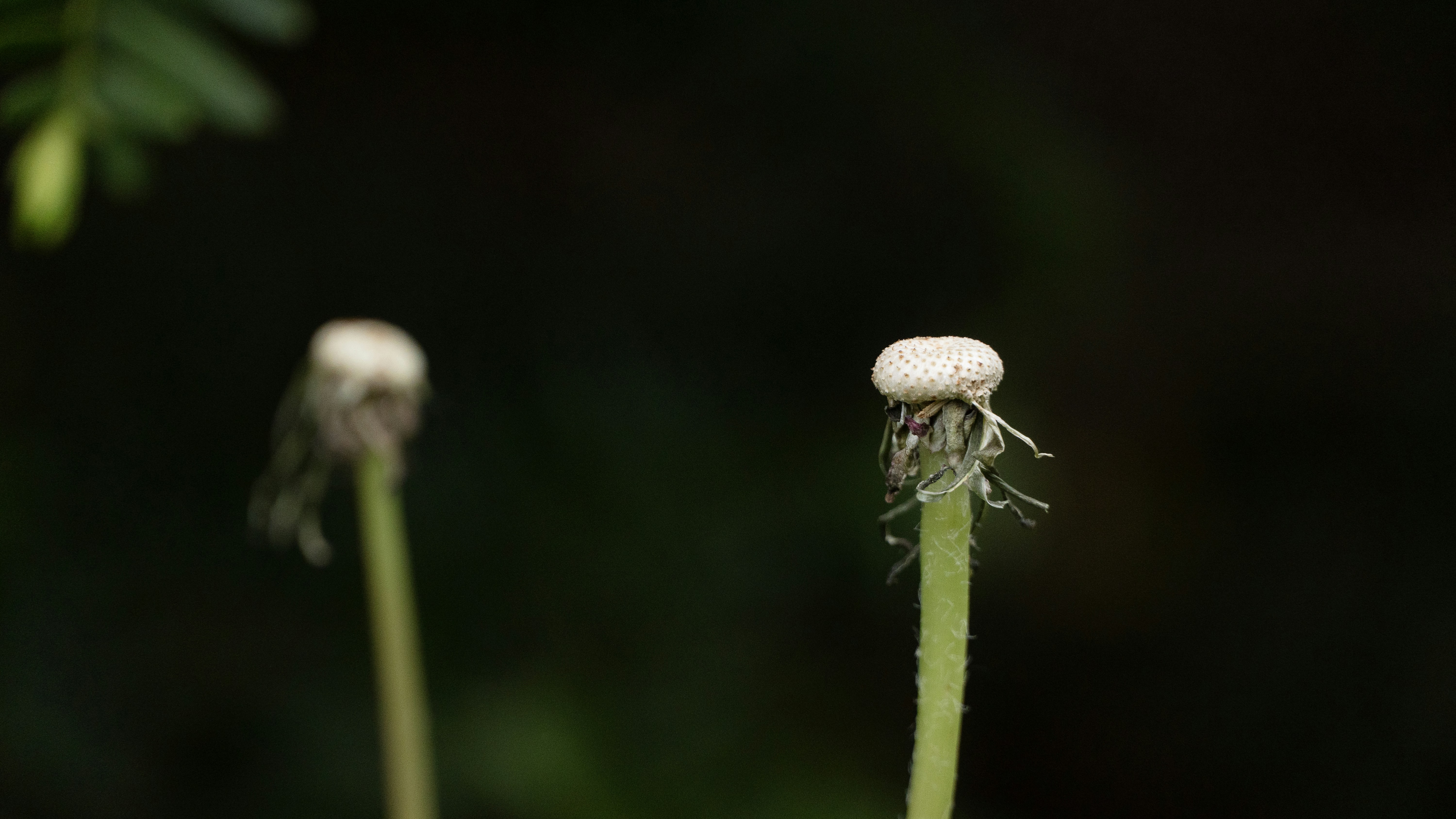 Twin Dandelion Seed Heads in a Velvet Green Backdrop