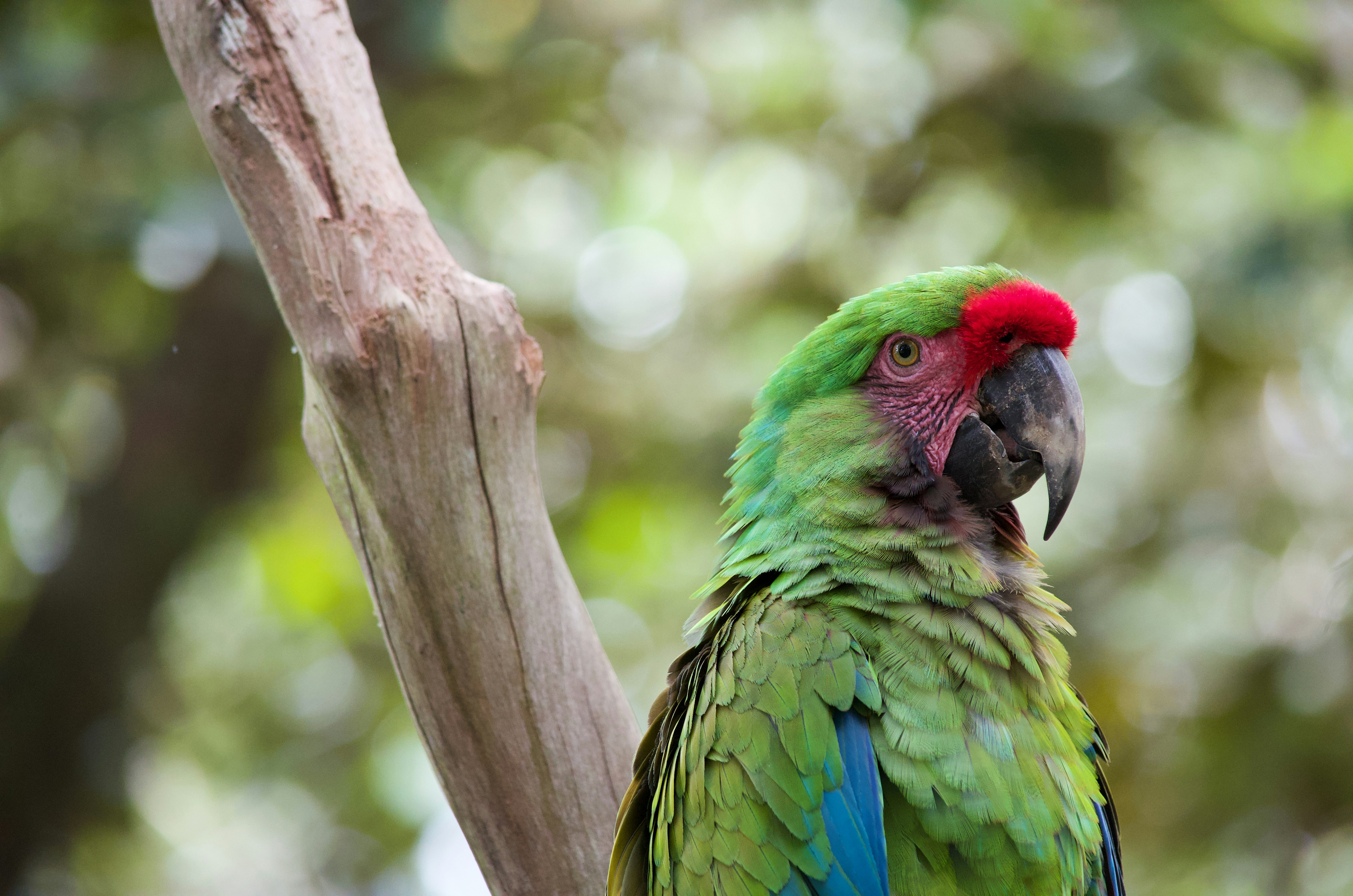 A green parrot perches on a tree branch. photo – Free Animales Image on ...