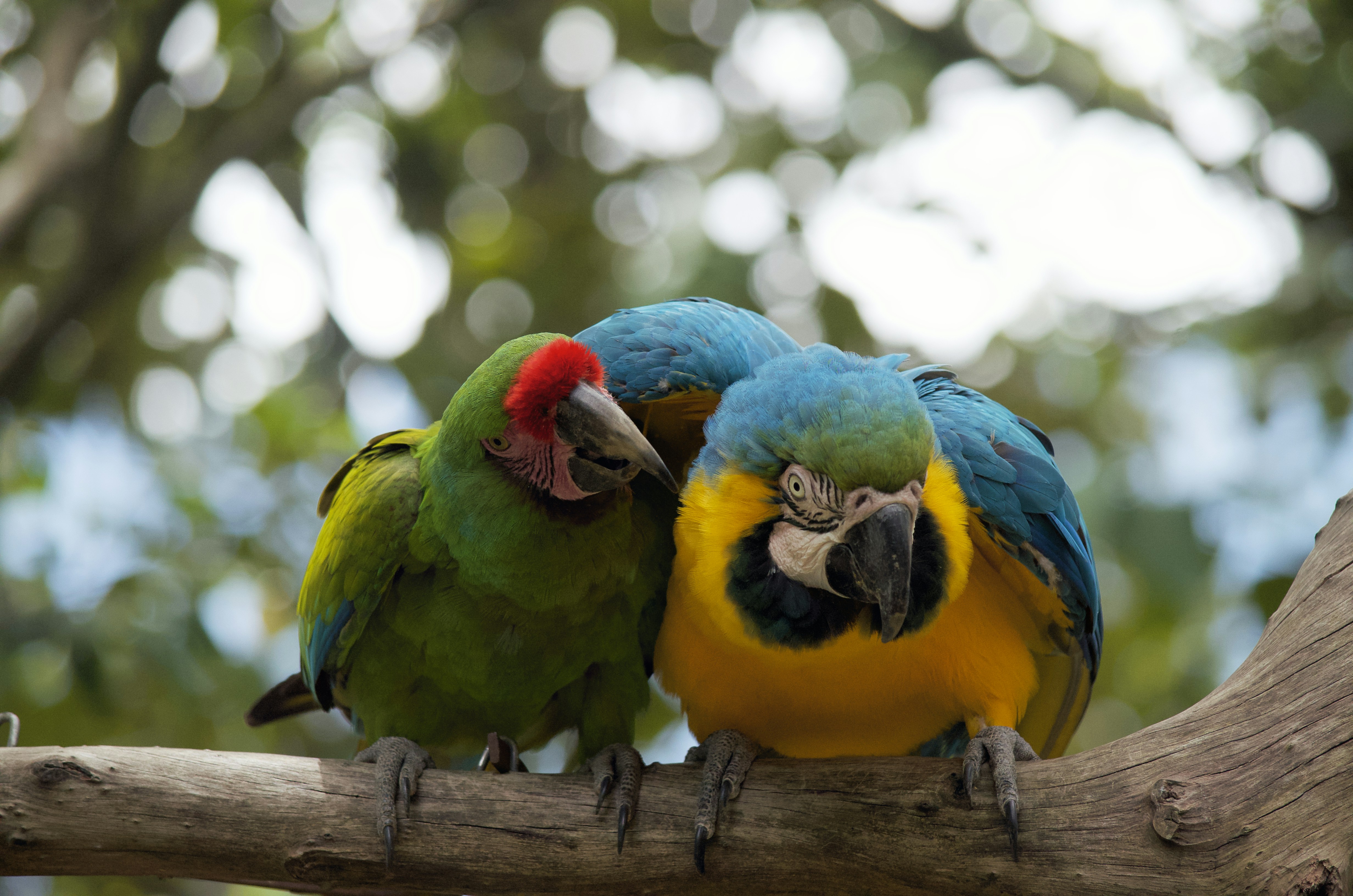 Two colorful parrots perch together on a branch. photo – Free Animales ...