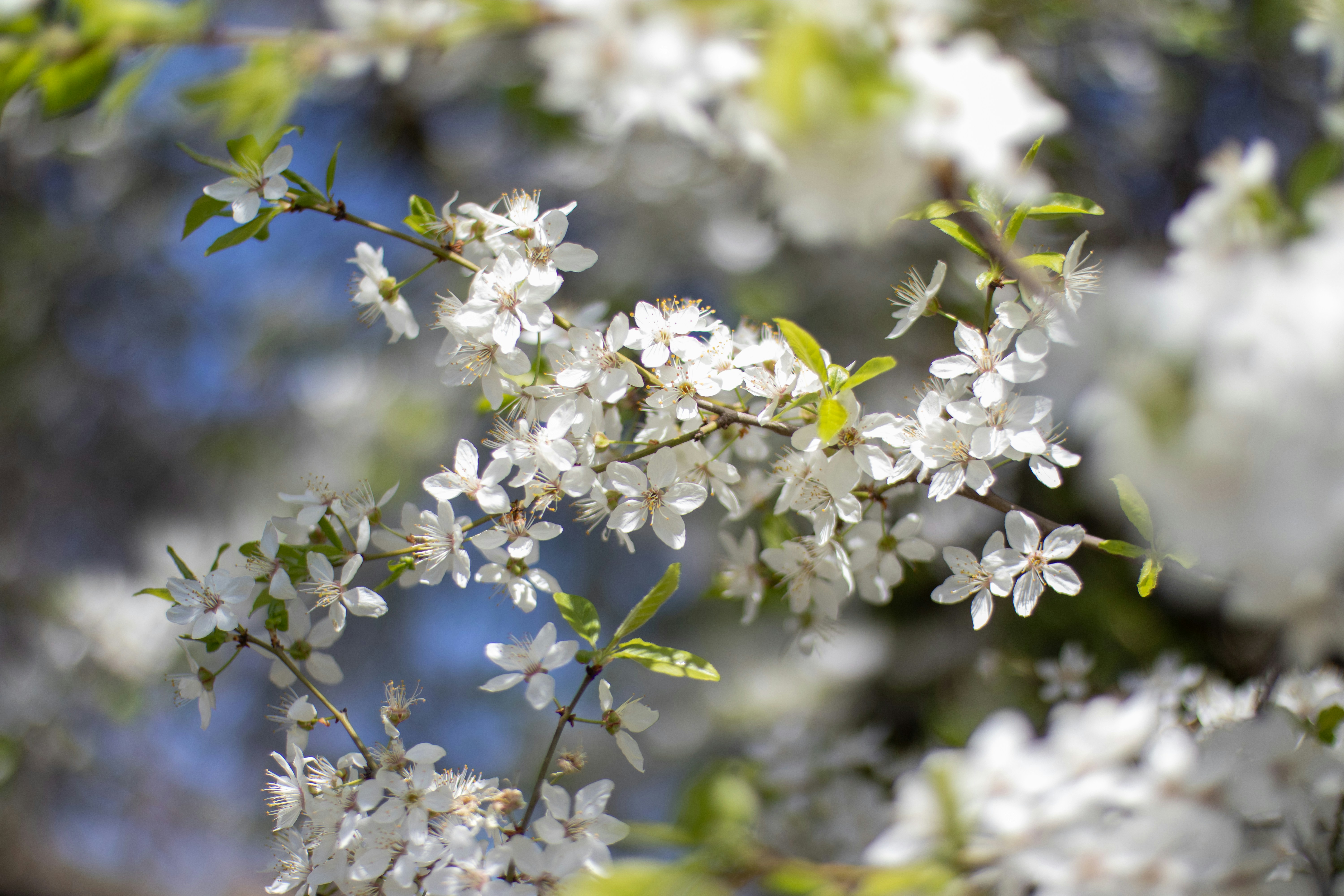 White blossoms bloom beautifully on a tree. photo – Free Flowers Image ...