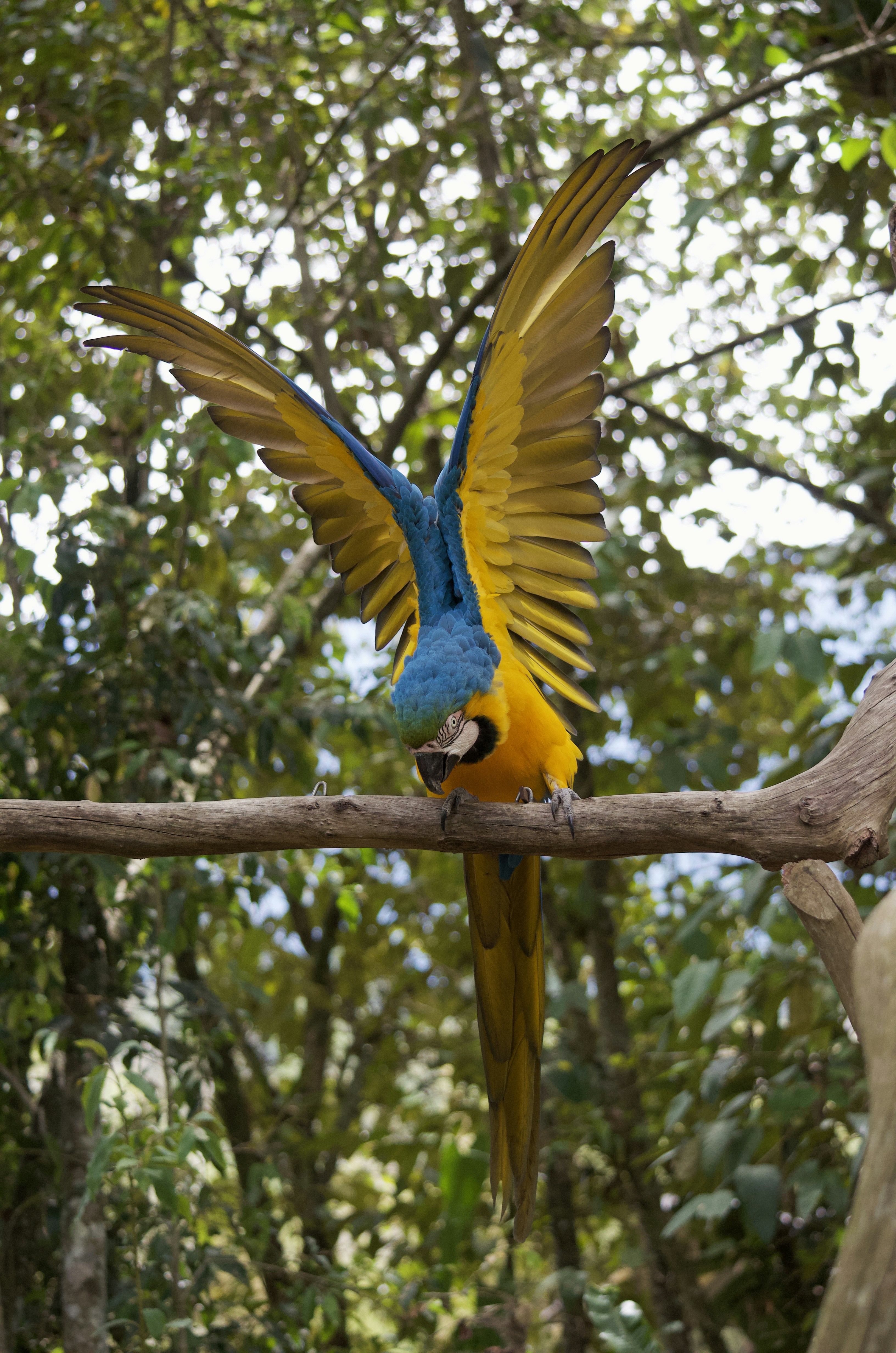Un loro muestra sus brillantes y hermosas alas. foto – Imagen de ...
