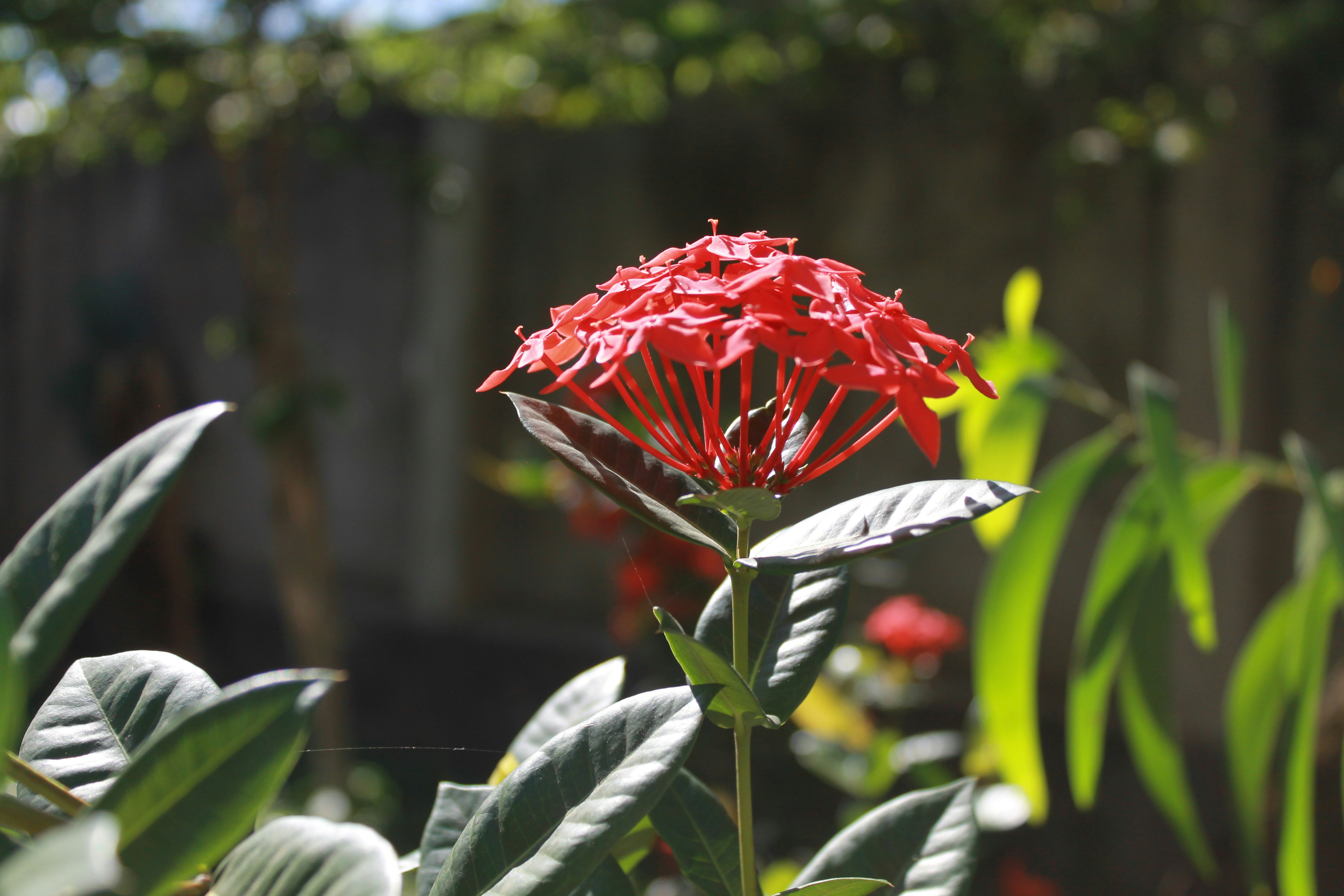 Red Umbrella Bloom Rising Above a Quiet Garden