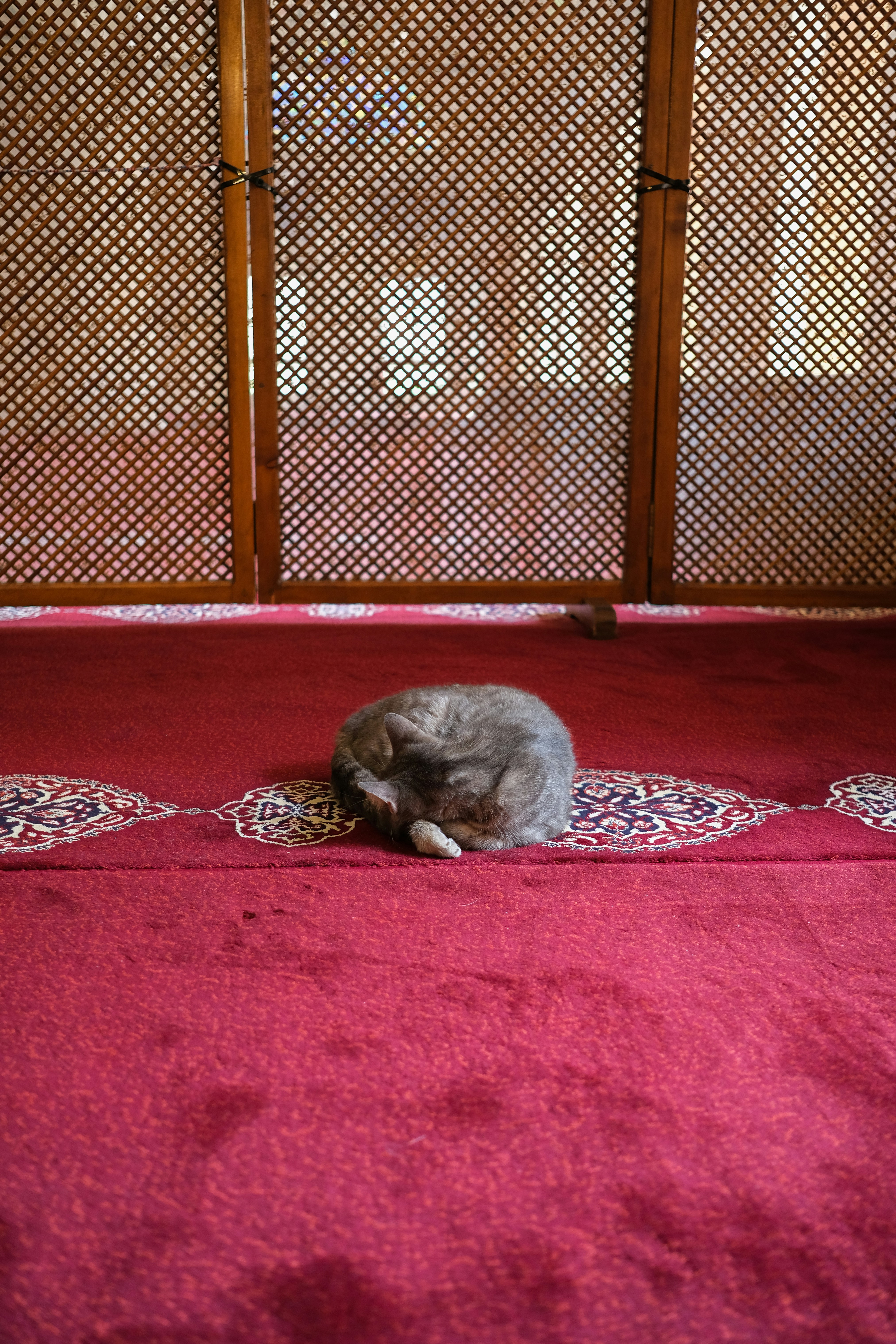 Crimson Quiet: A Gray Cat Dozes Before a Lattice Screen