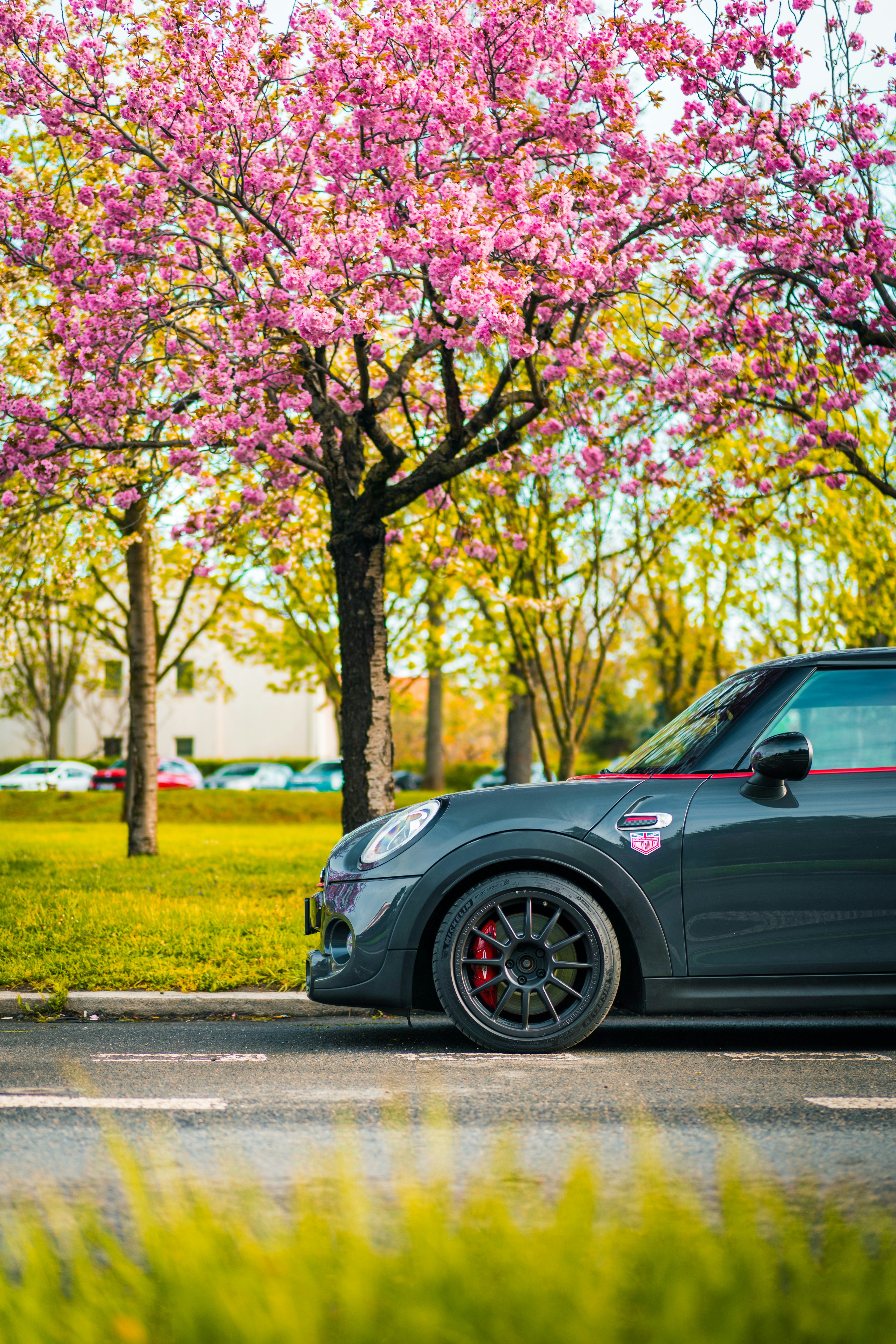 Under a Pink Spring Canopy: A Gray Compact Finds Parking Poetry