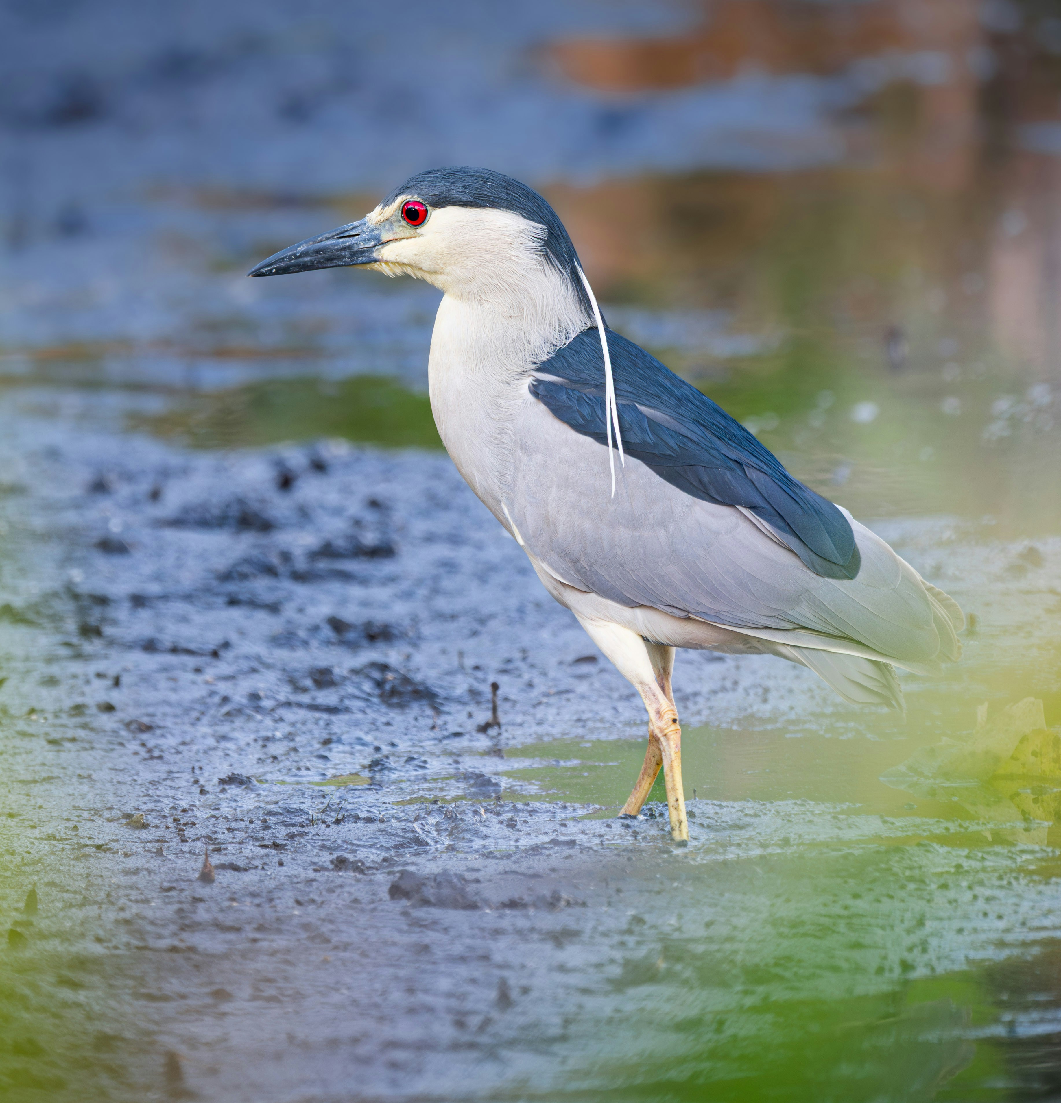 Red-Eyed Night Heron at the Marsh’s Edge