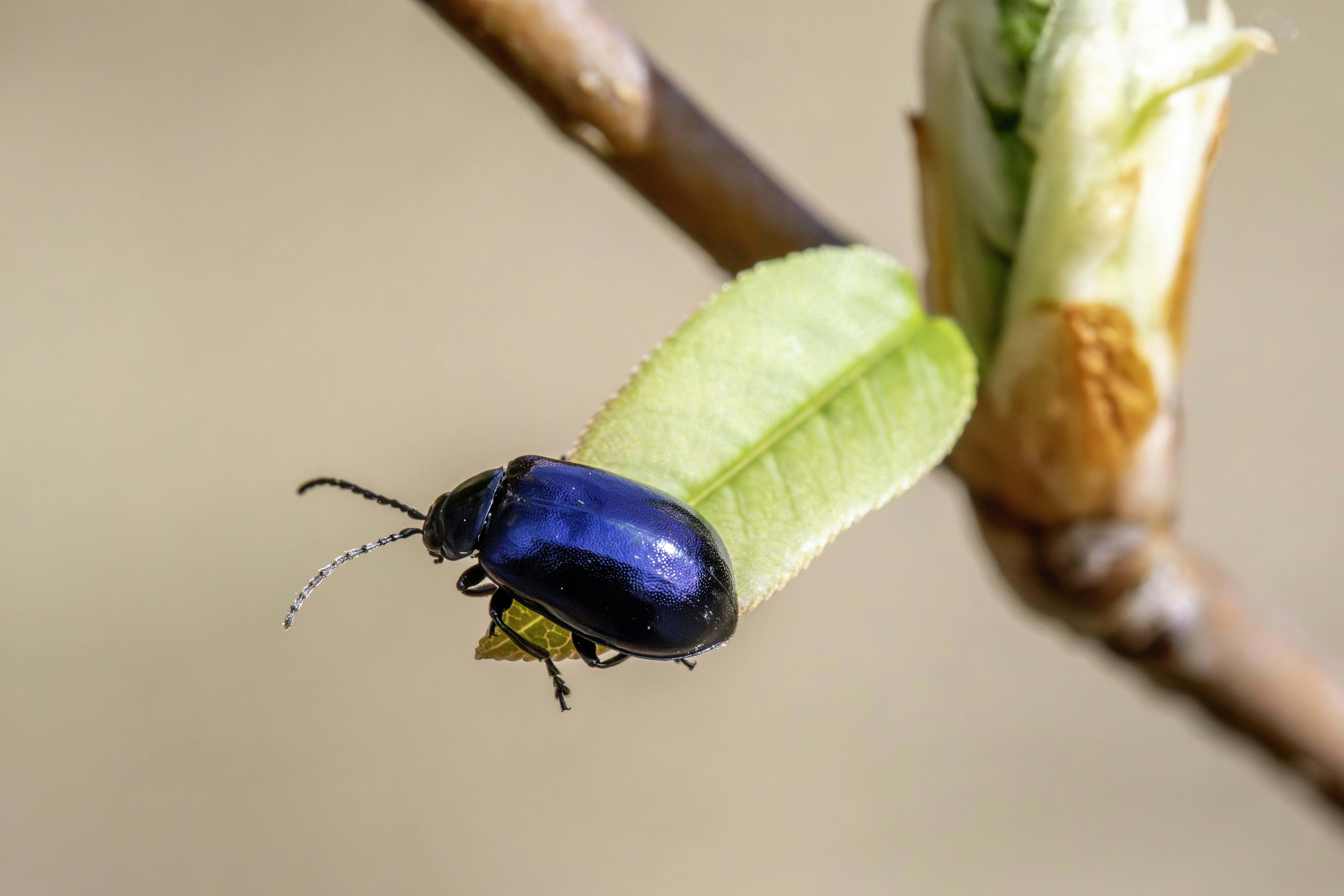 A shiny blue beetle perched on a green leaf. photo – Free Flower Image ...