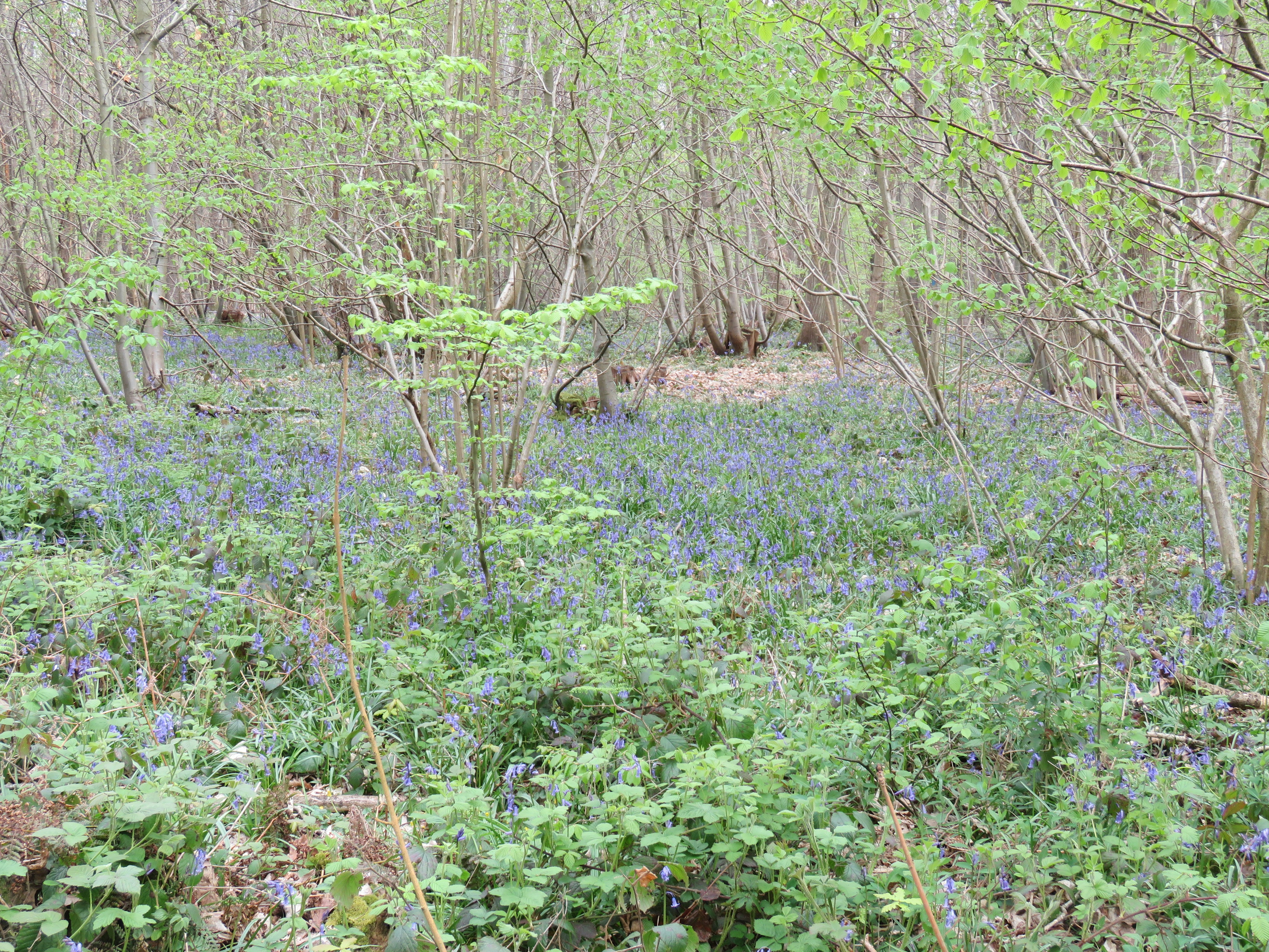 Bluebell Carpet Beneath a Quiet Birch Canopy