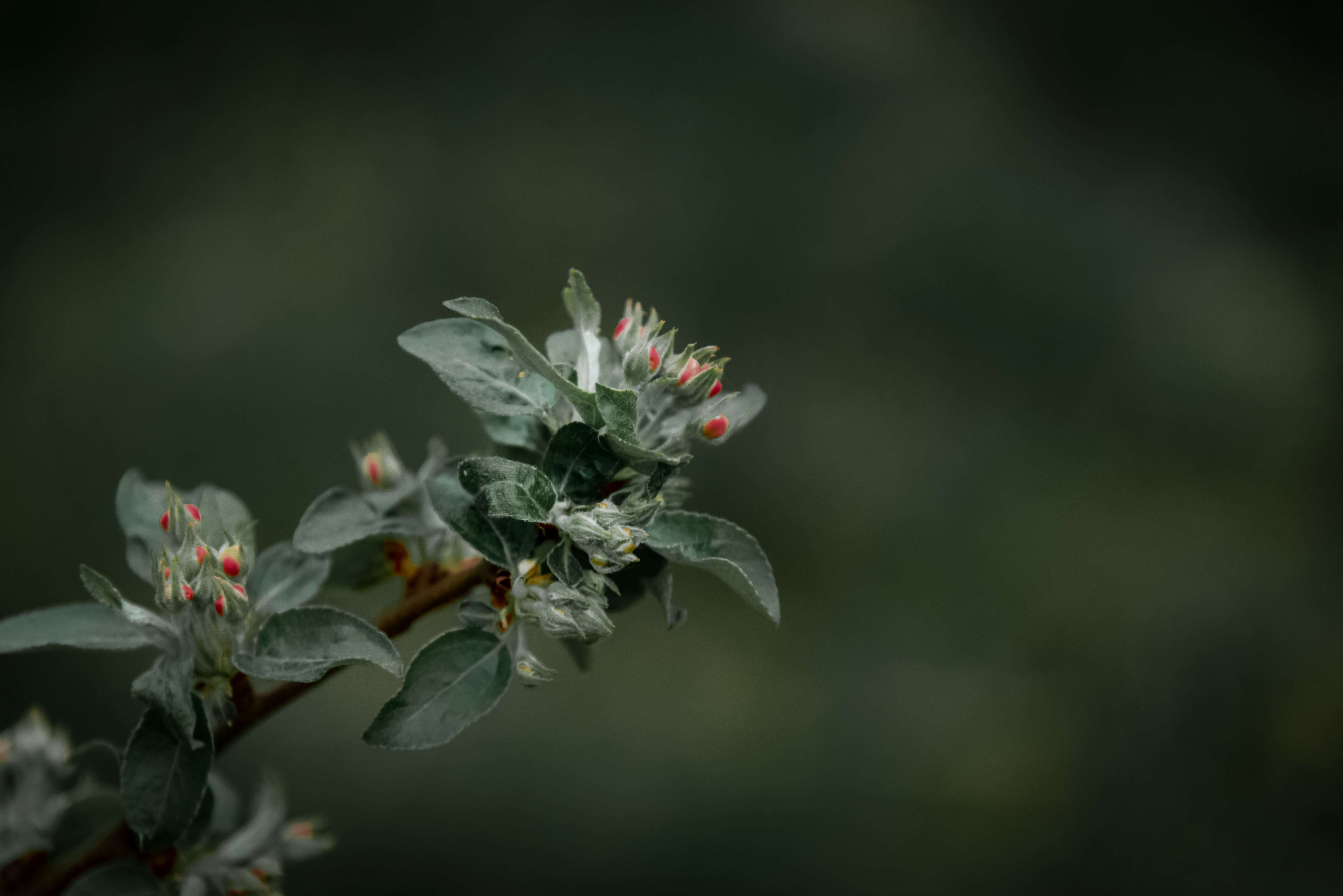Crimson-tipped Buds in Velvet Green