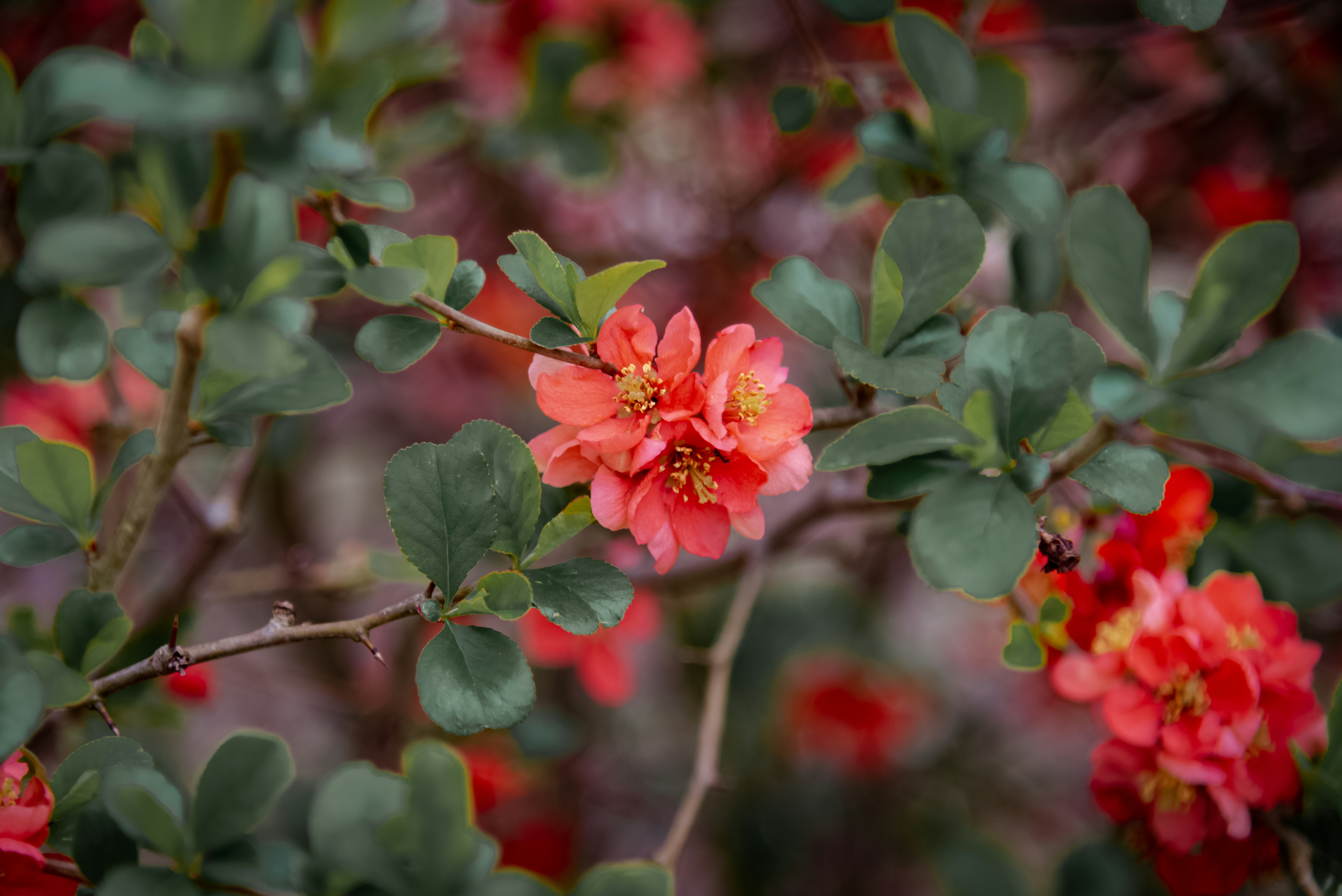 50,000+ Quince Pictures | Download Free Images on Unsplash
