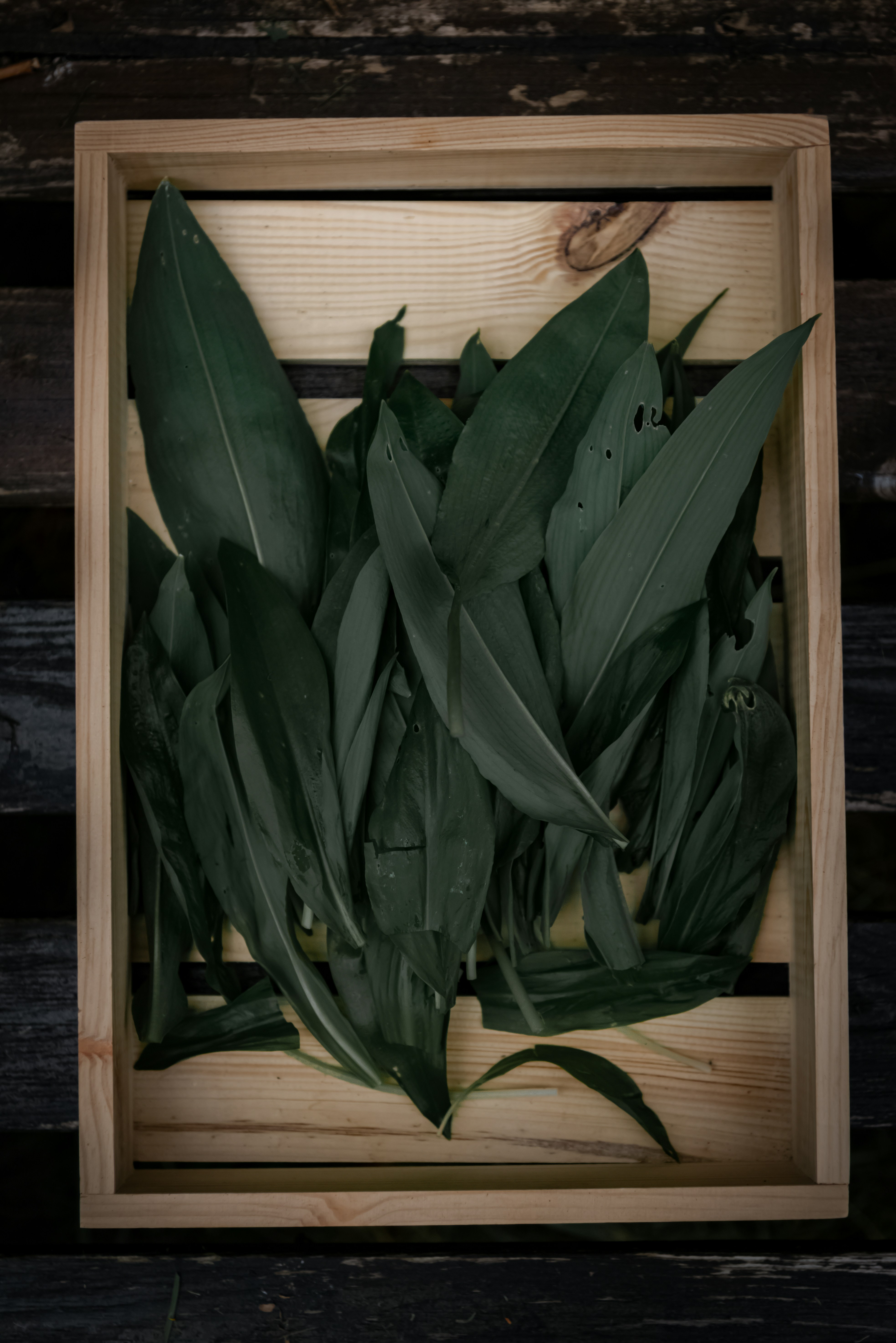 Laurel Leaves in a Rustic Crate: A Quiet Harvest Framed in Pine