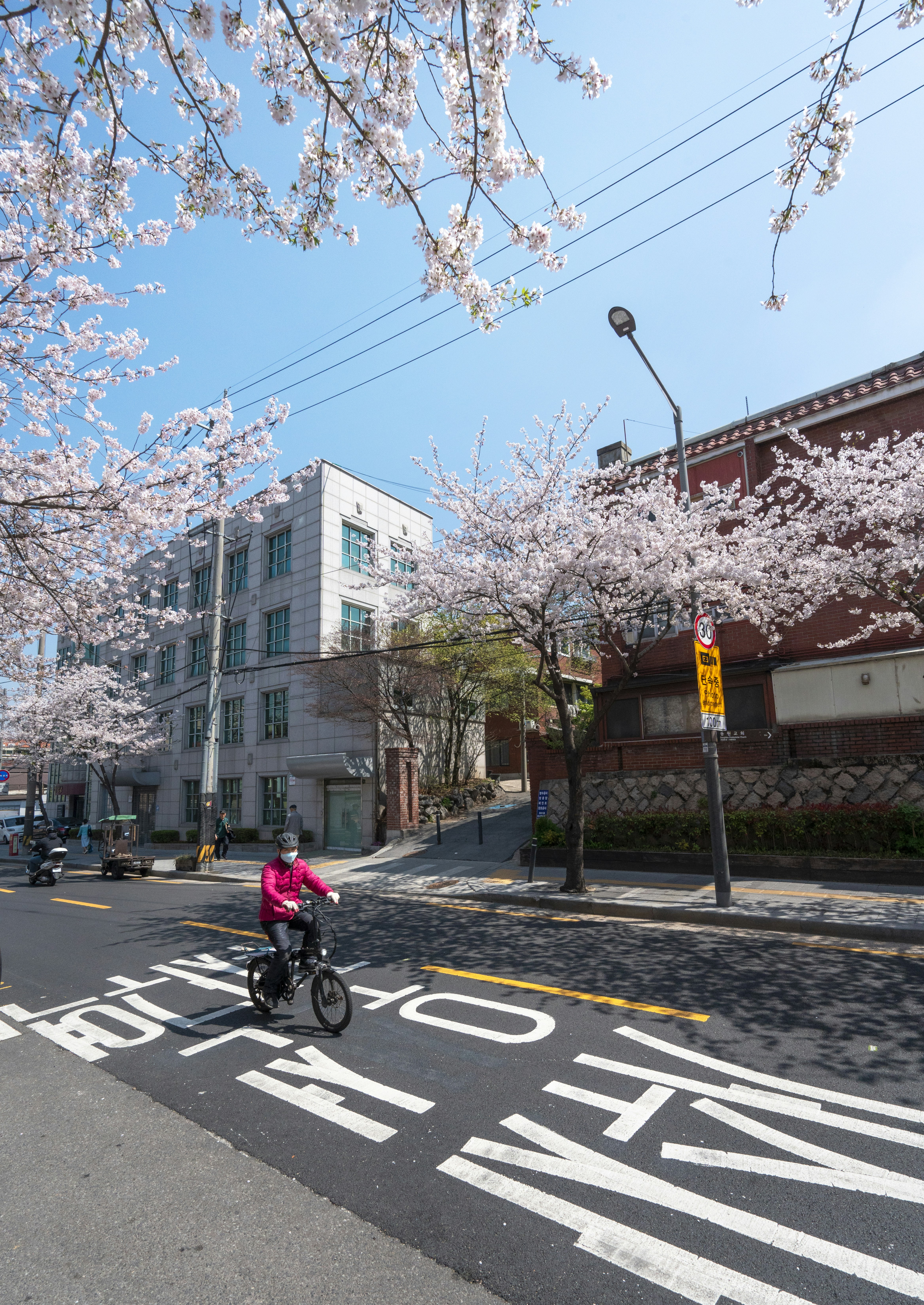 Sakura Street: Pedaling Beneath a Canopy of Urban Cherry Blossoms