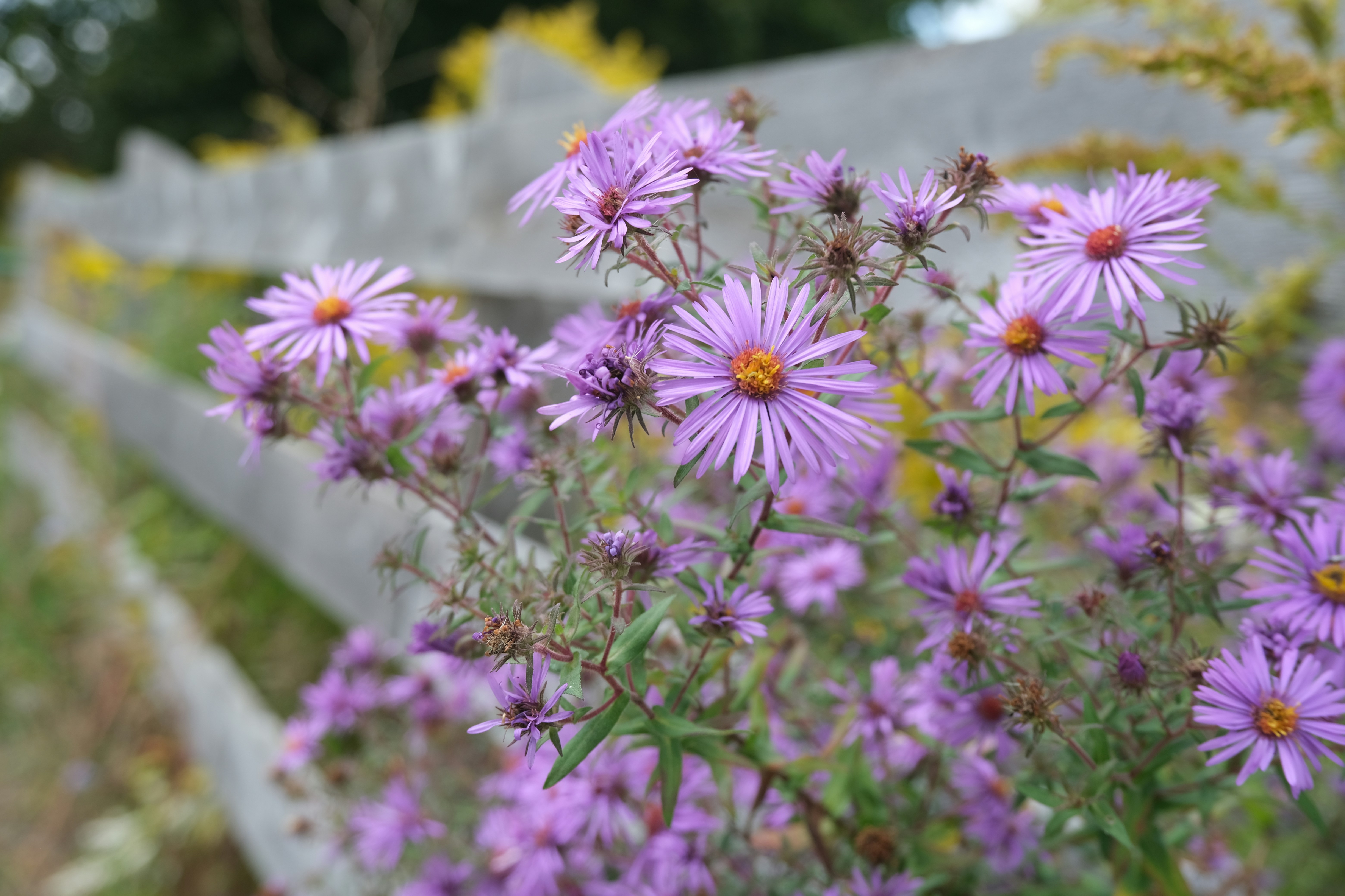 Lavender Cascade Along a Weathered Fence