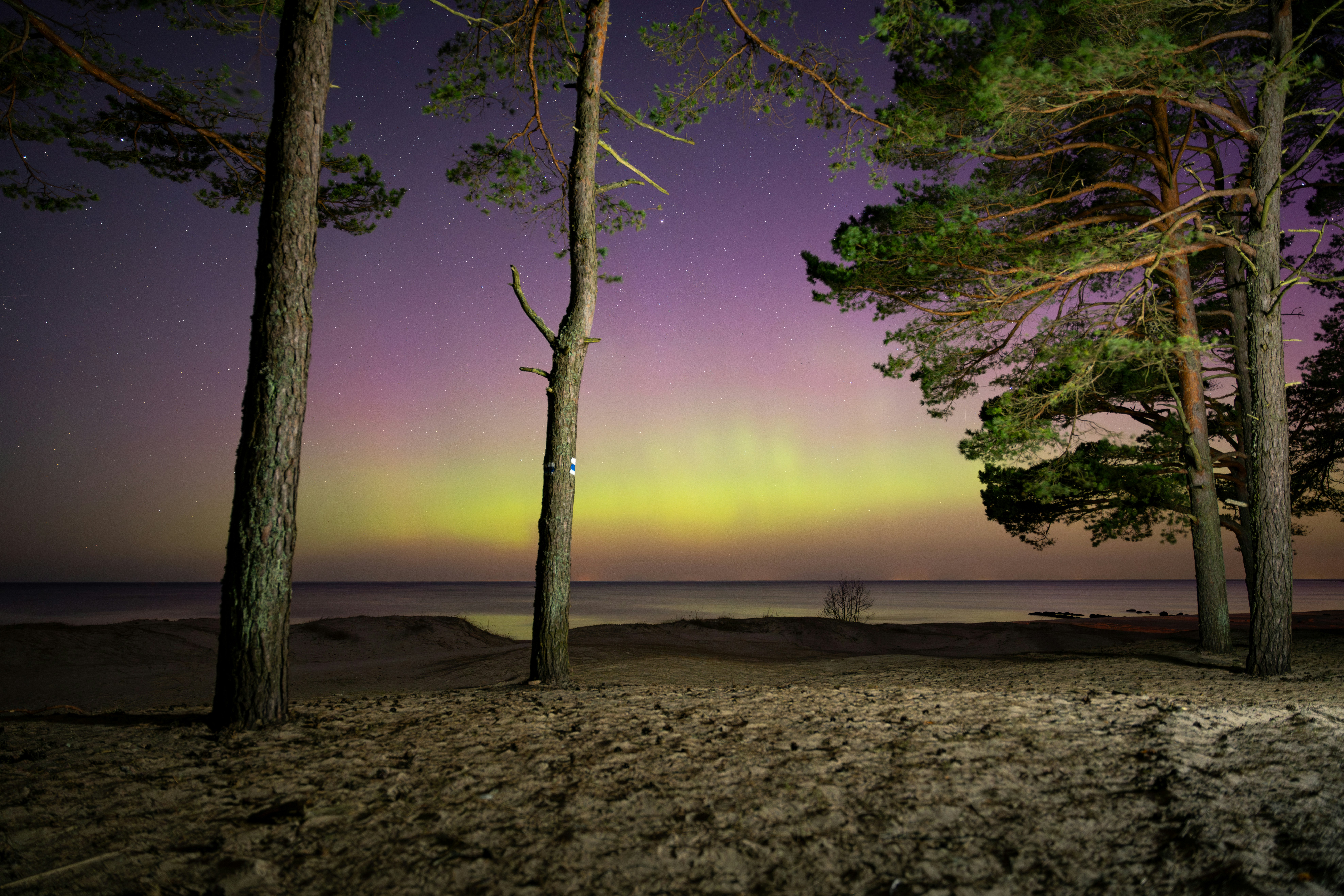 Ribboned Aurora Above a Pine-Fringed Lakeside