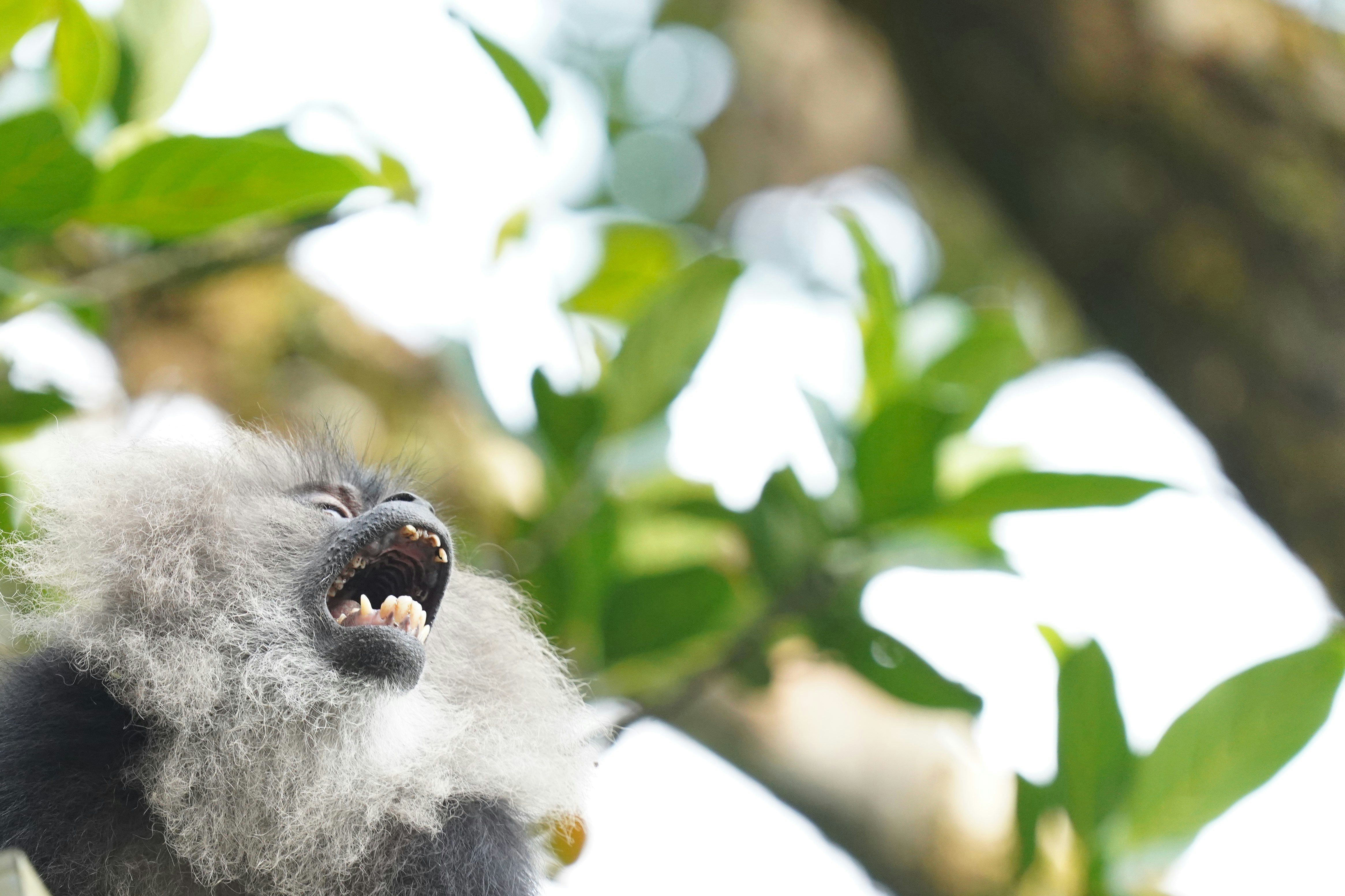 A monkey roars with mouth wide open. photo – Free Animals Image on Unsplash