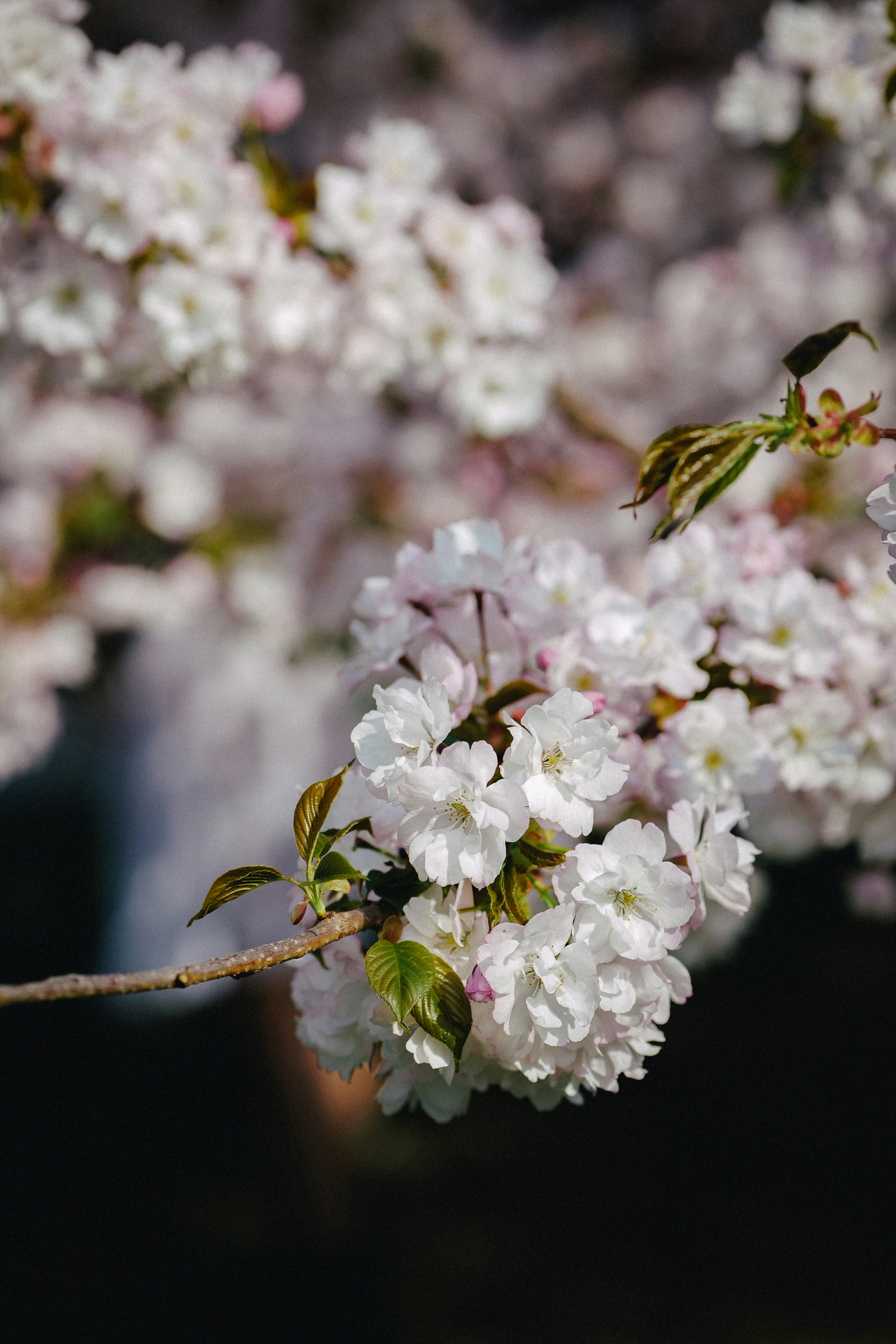 Cherry blossom at Brooklyn Botanic Garden.