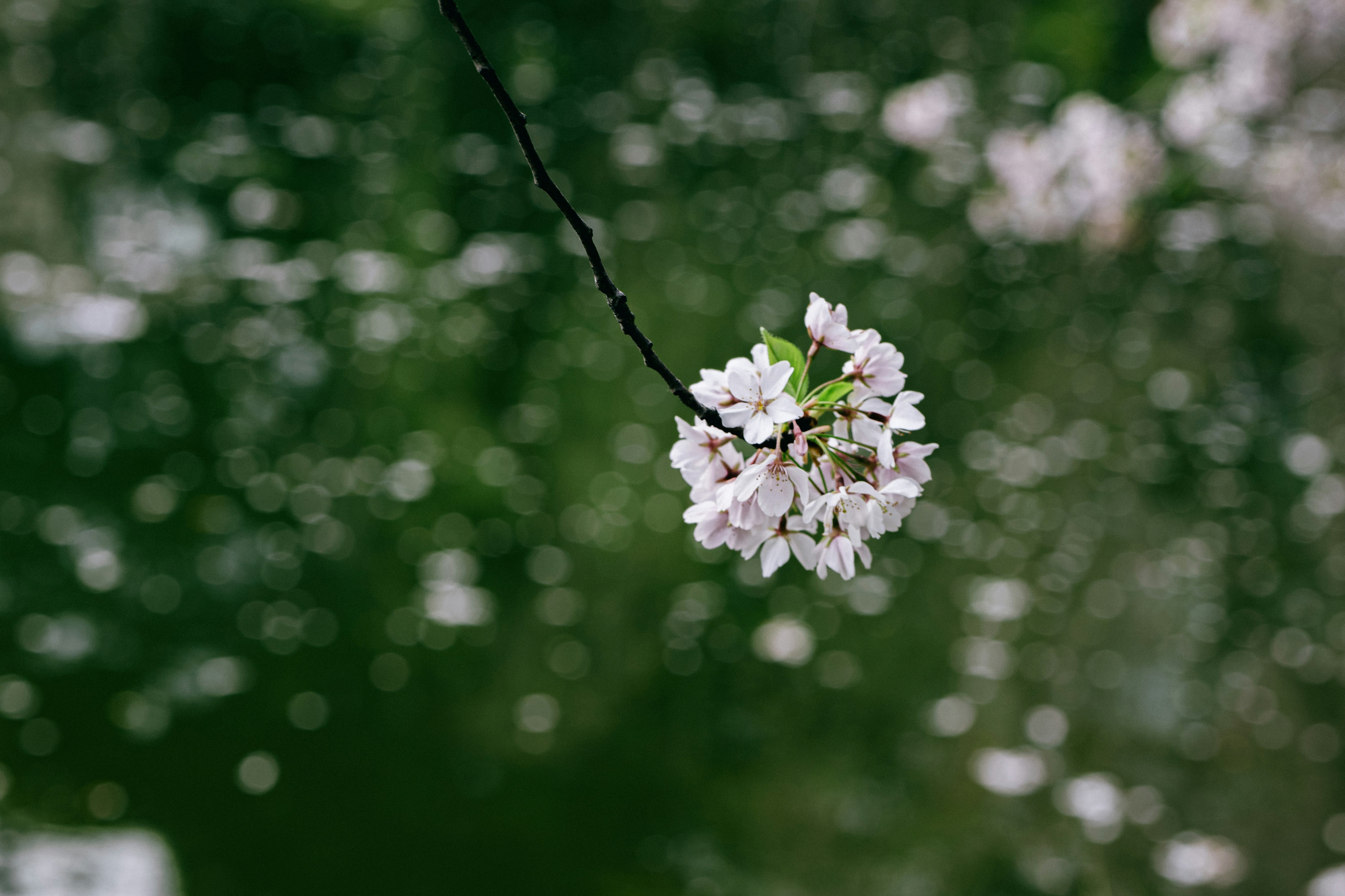 Cherry blossoms bloom above water. photo – Free Flower Image on Unsplash