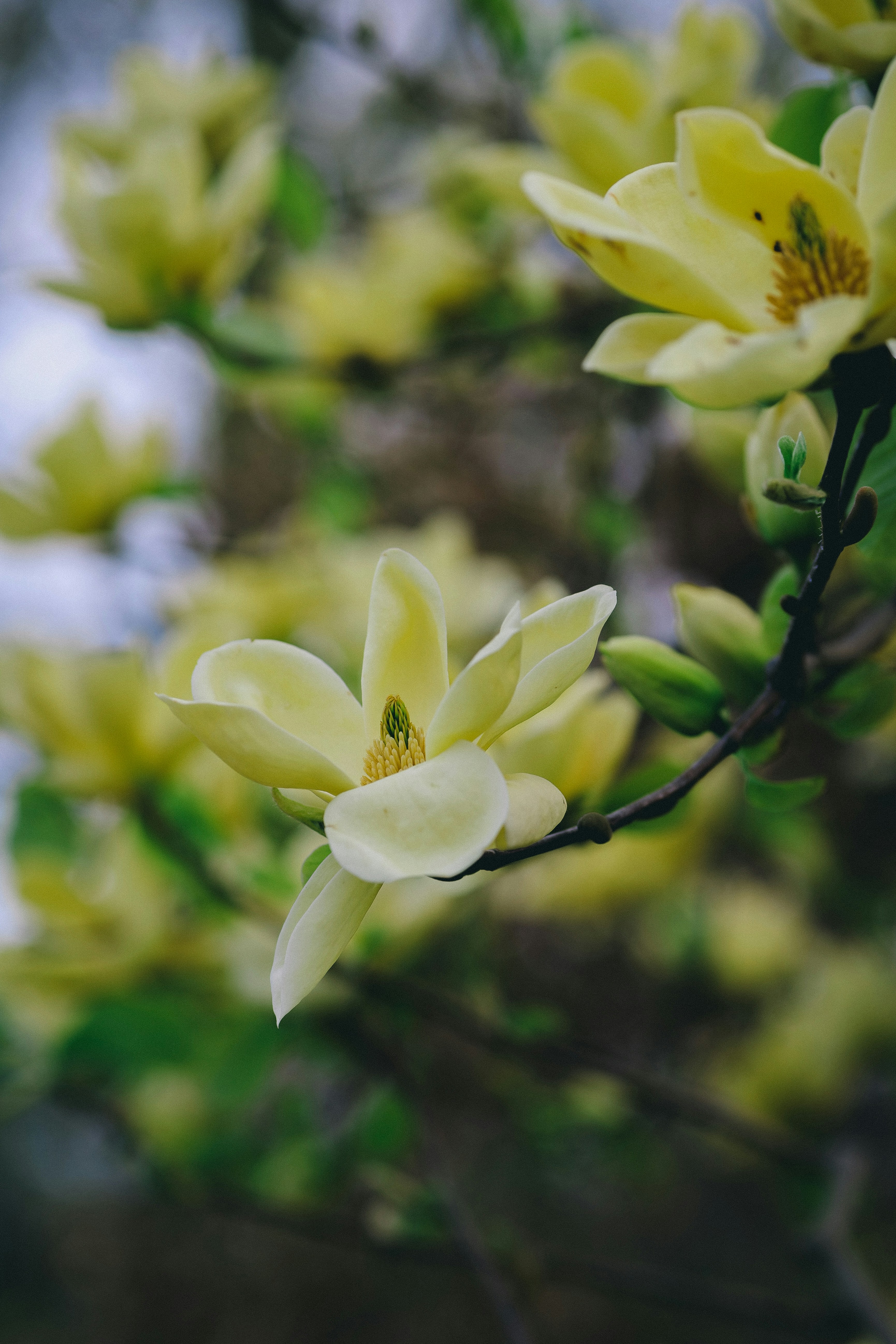 Yellow magnolia flowers are blooming on a branch. photo – Free Flower ...