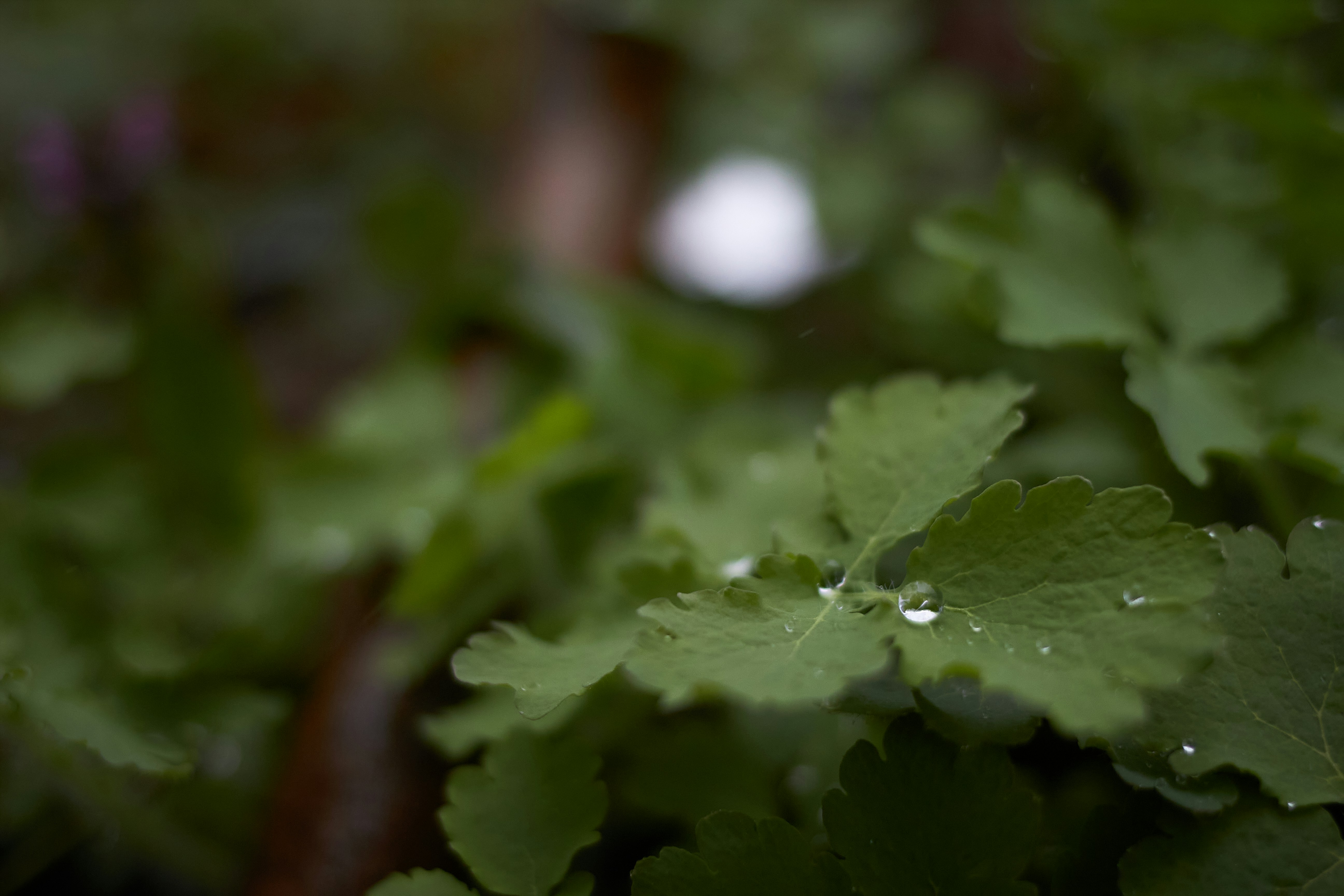Dawn's Dew Bead on a Serrated Leaf: a quiet moment in verdant shade