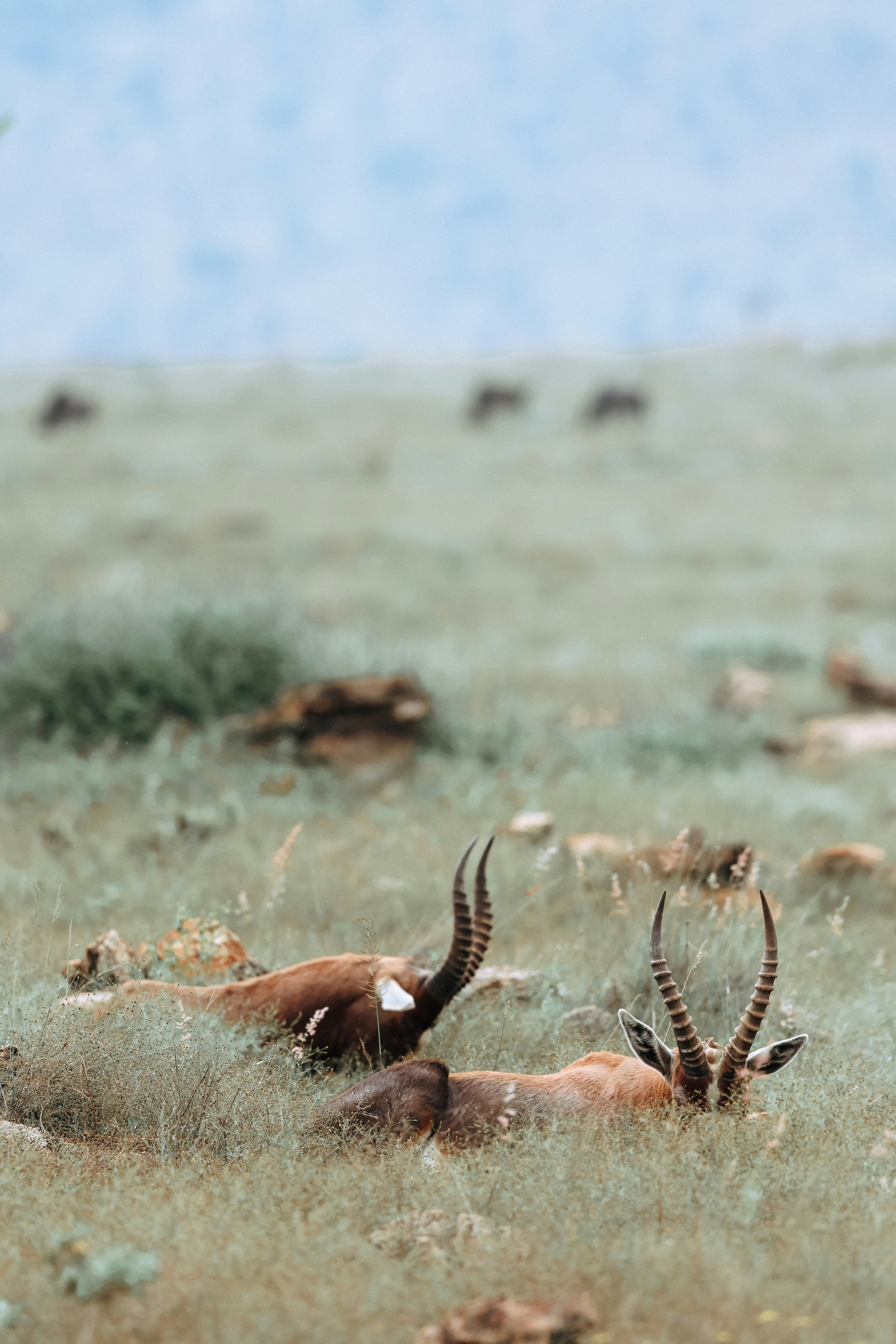 Hushed Horns in the Grass: Resting Antelopes on the Savanna
